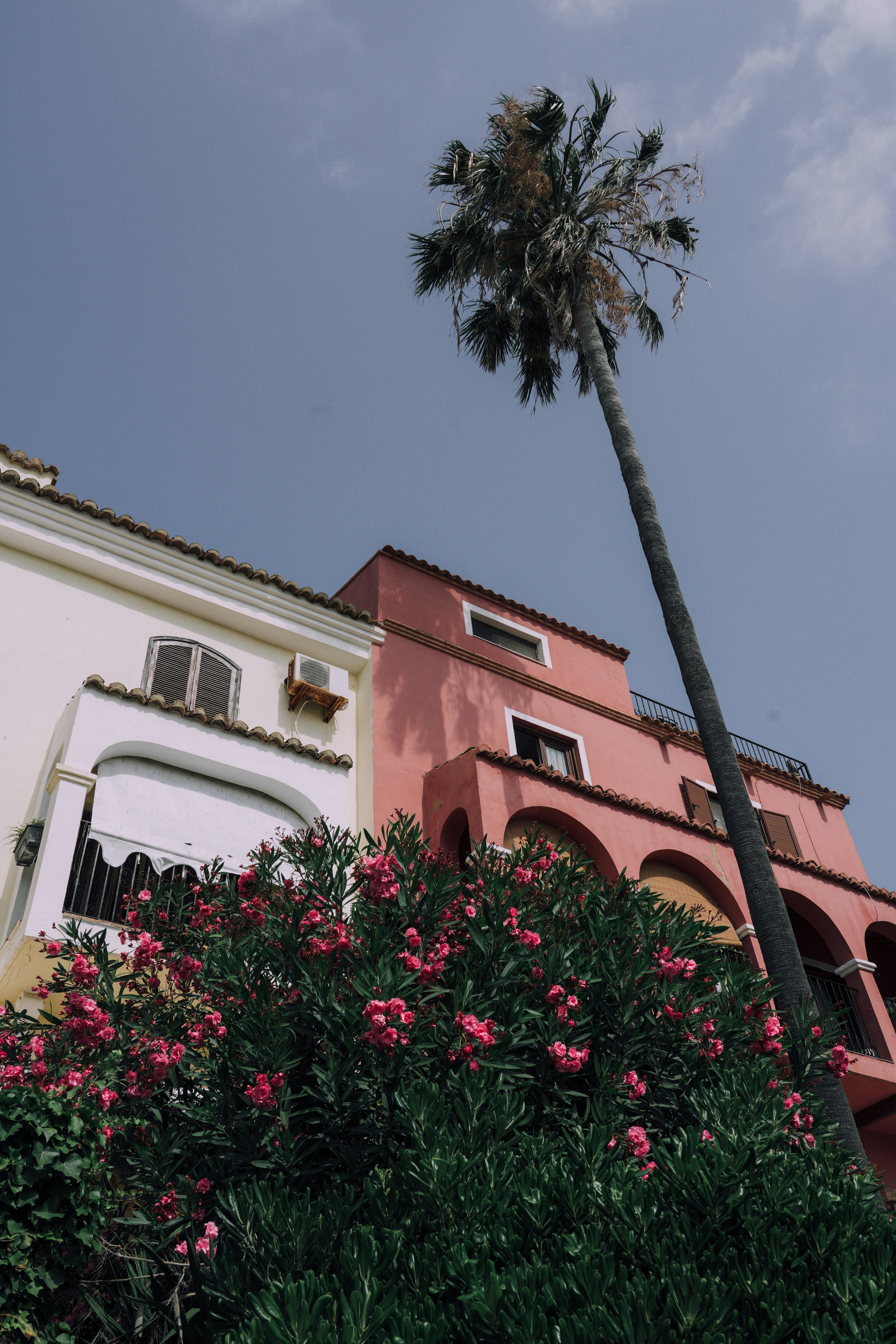 Vibrant pink flowers frame colorful Mediterranean buildings under a clear sky, with a tall palm tree reaching upward.