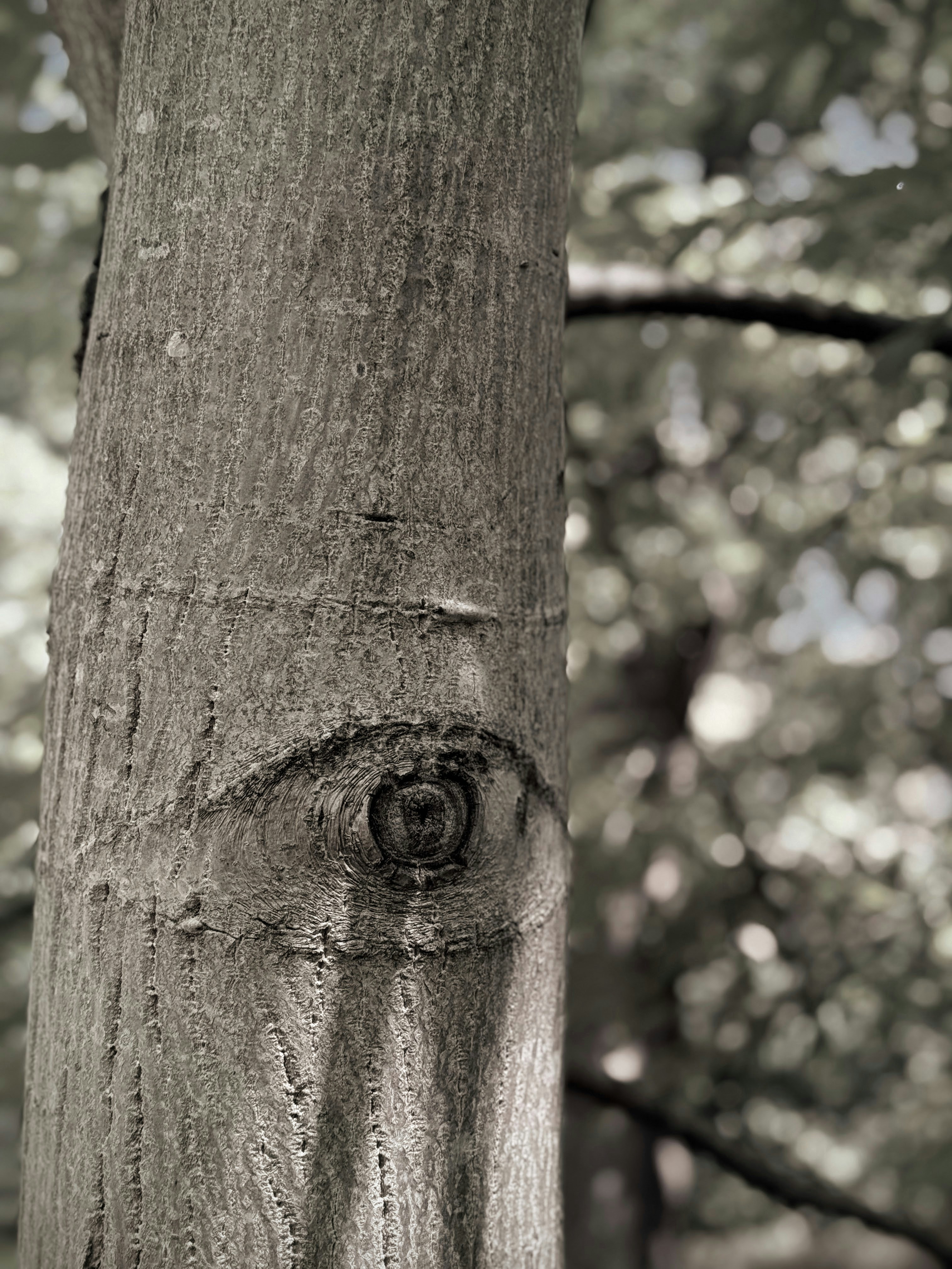 The Watchful Gaze of Nature