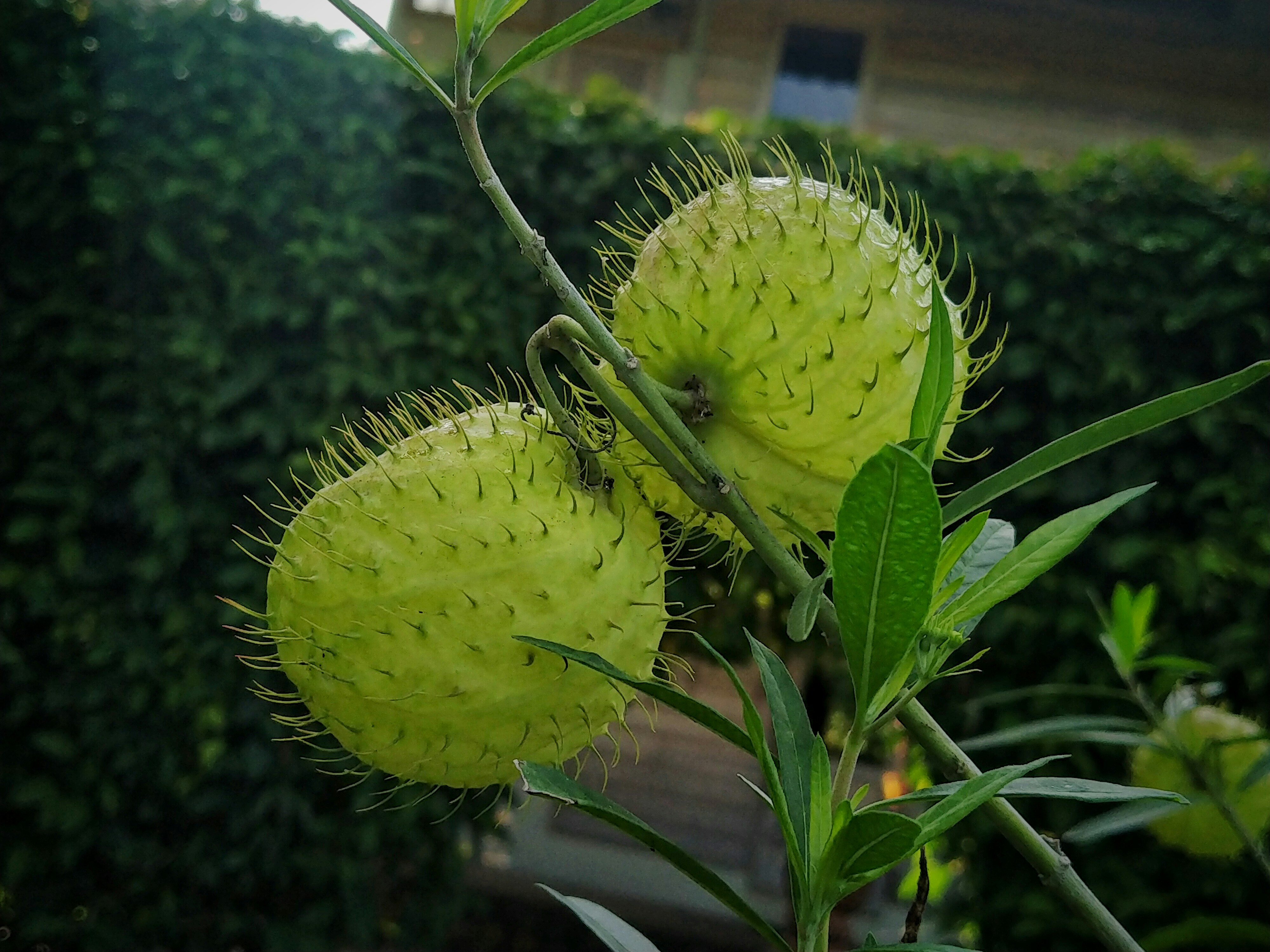 Green, spiky seed pods on a plant.