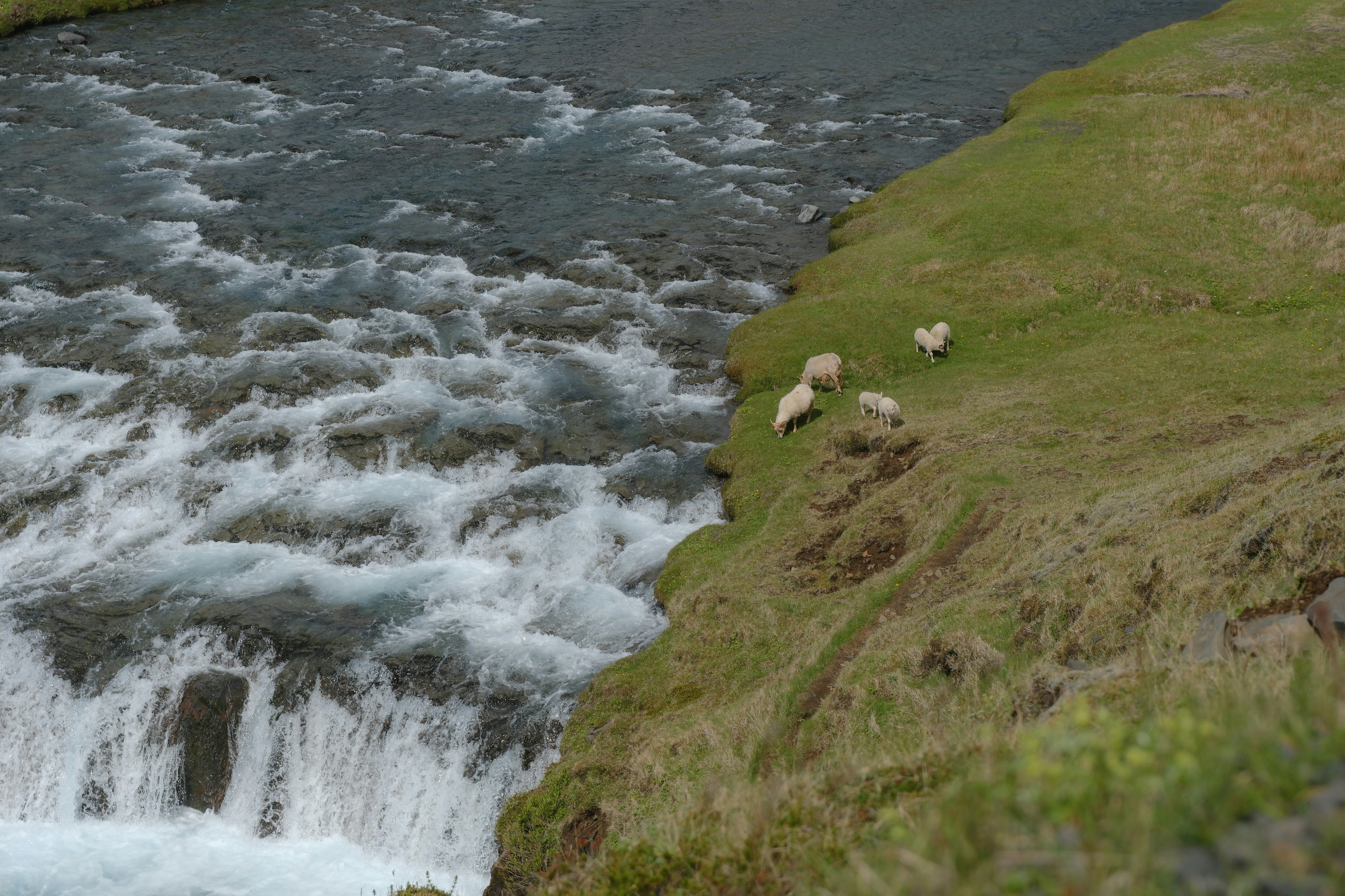 Three Sheep at the Cliff's Edge Over a Roaring River