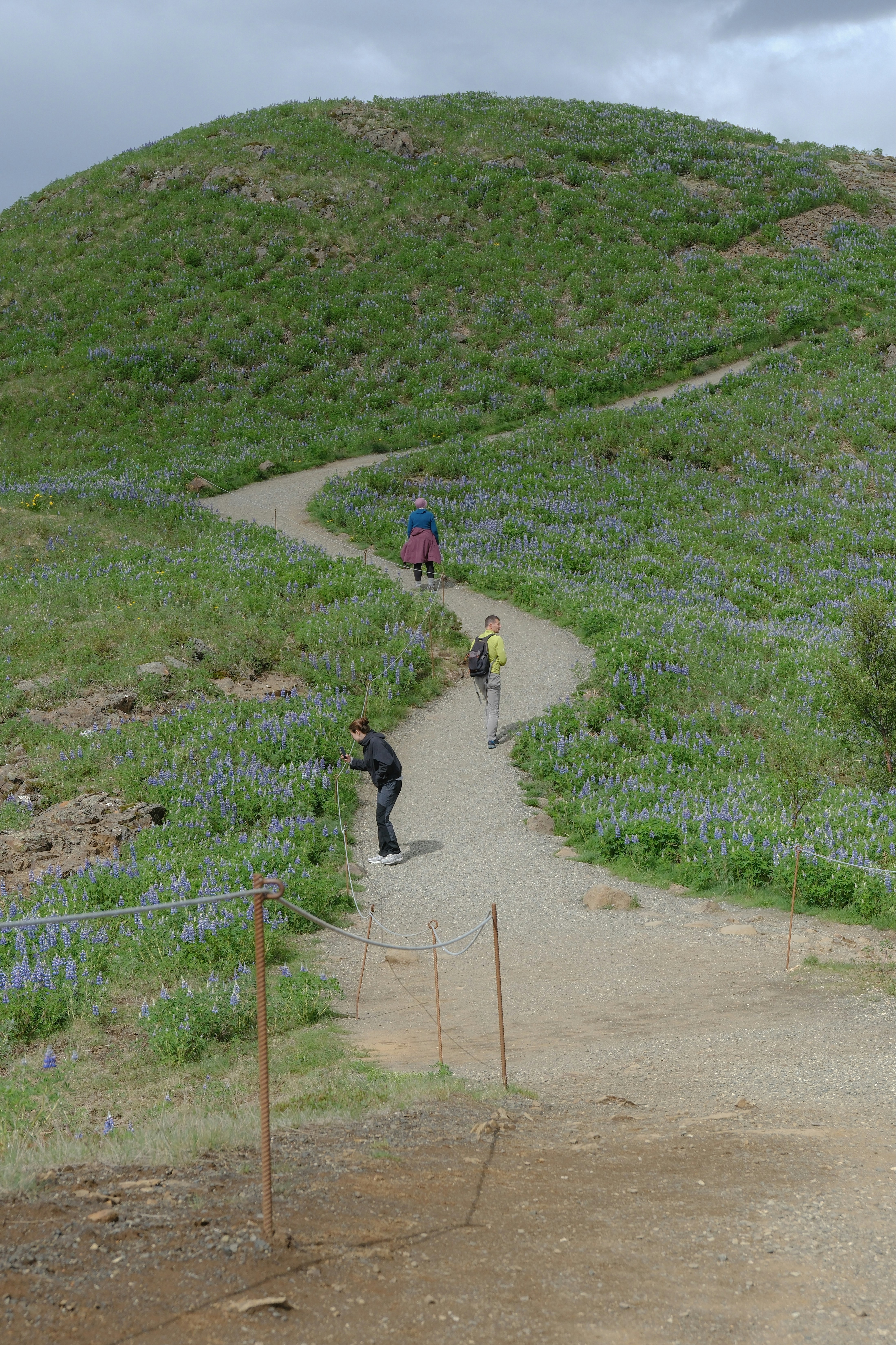 Winding Paths Through a Floral Wonderland