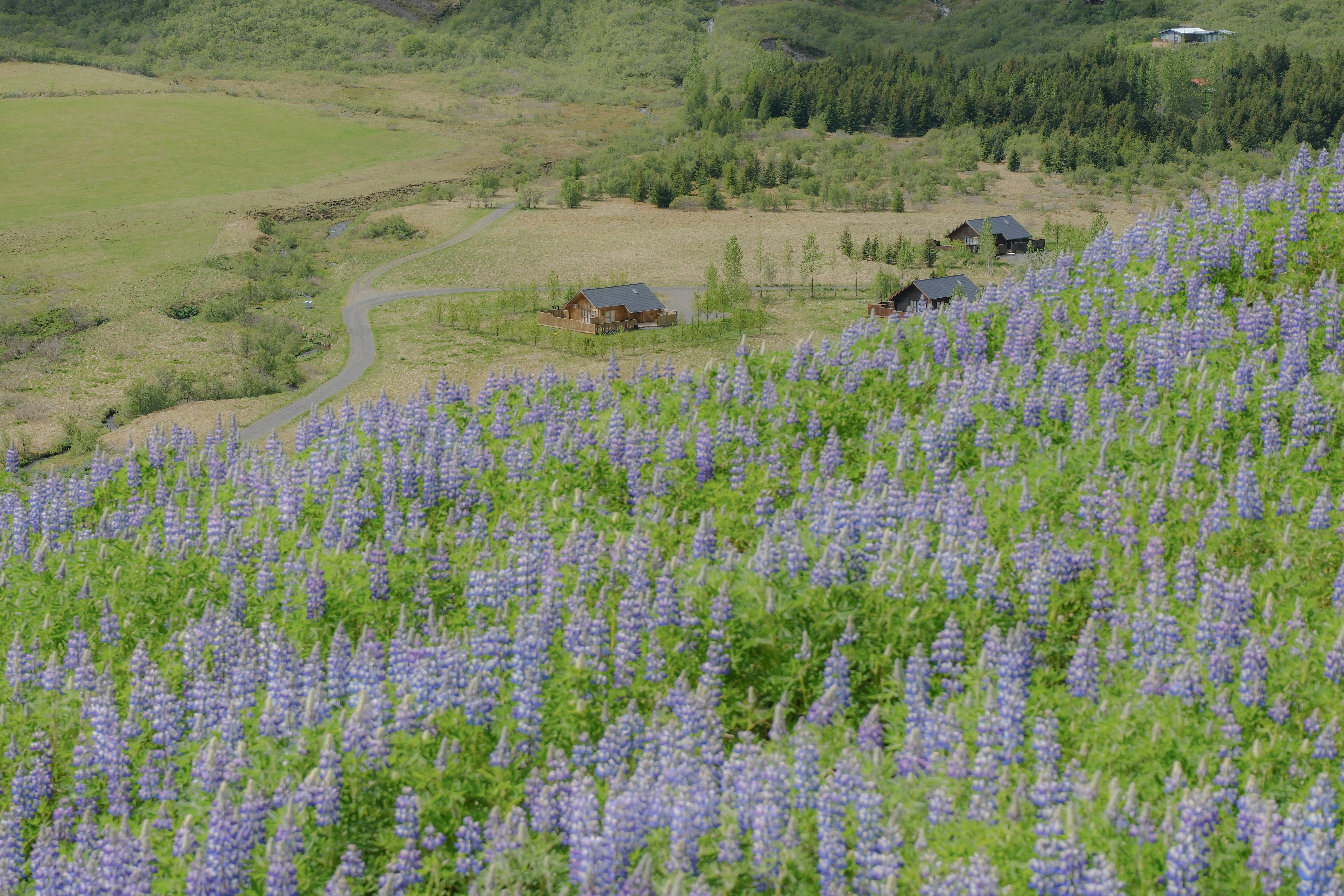 Lavender Sea Over Hills: A Quiet Meadow with Distant Cabins