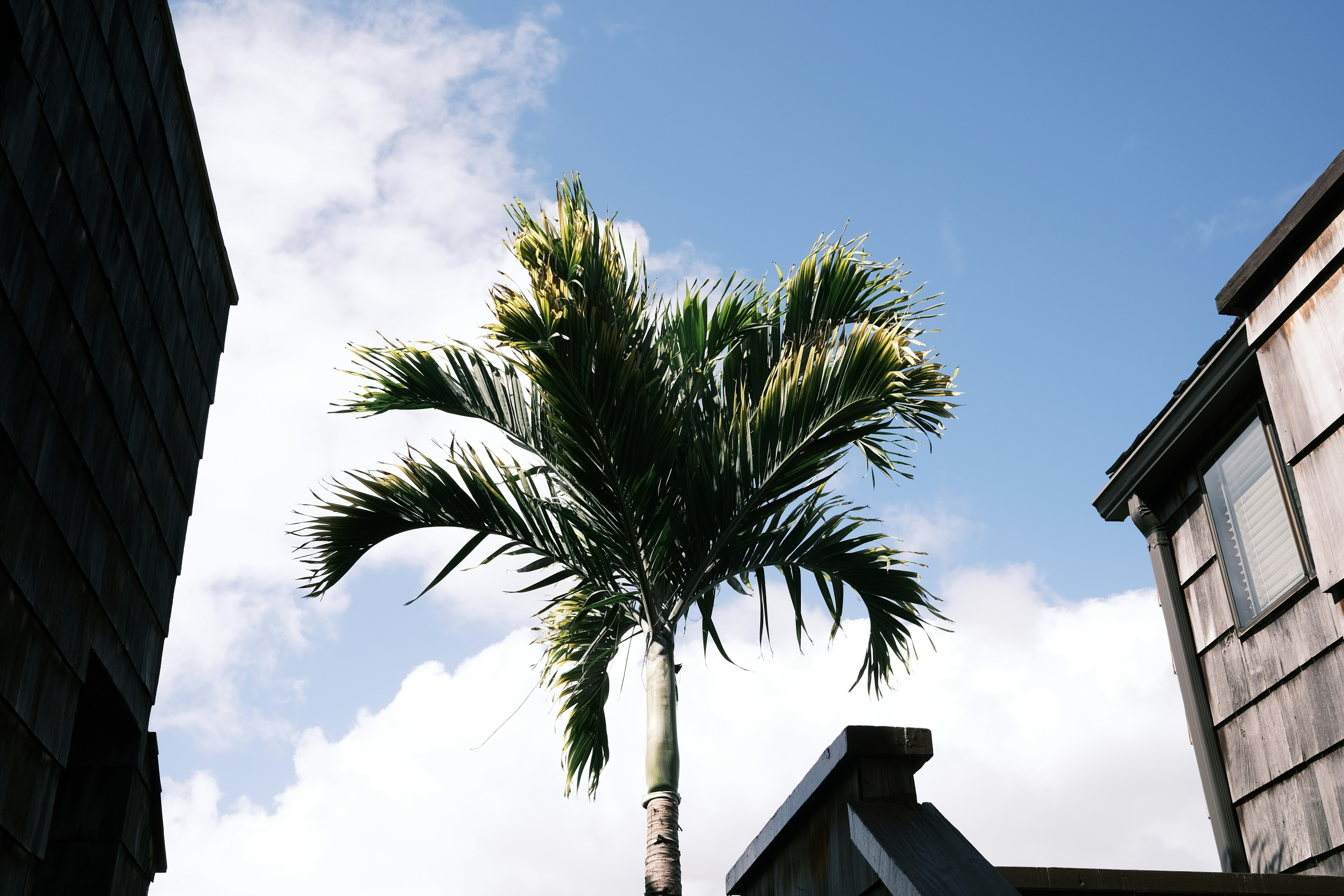 Skyward Palm Between Rooftop Gables