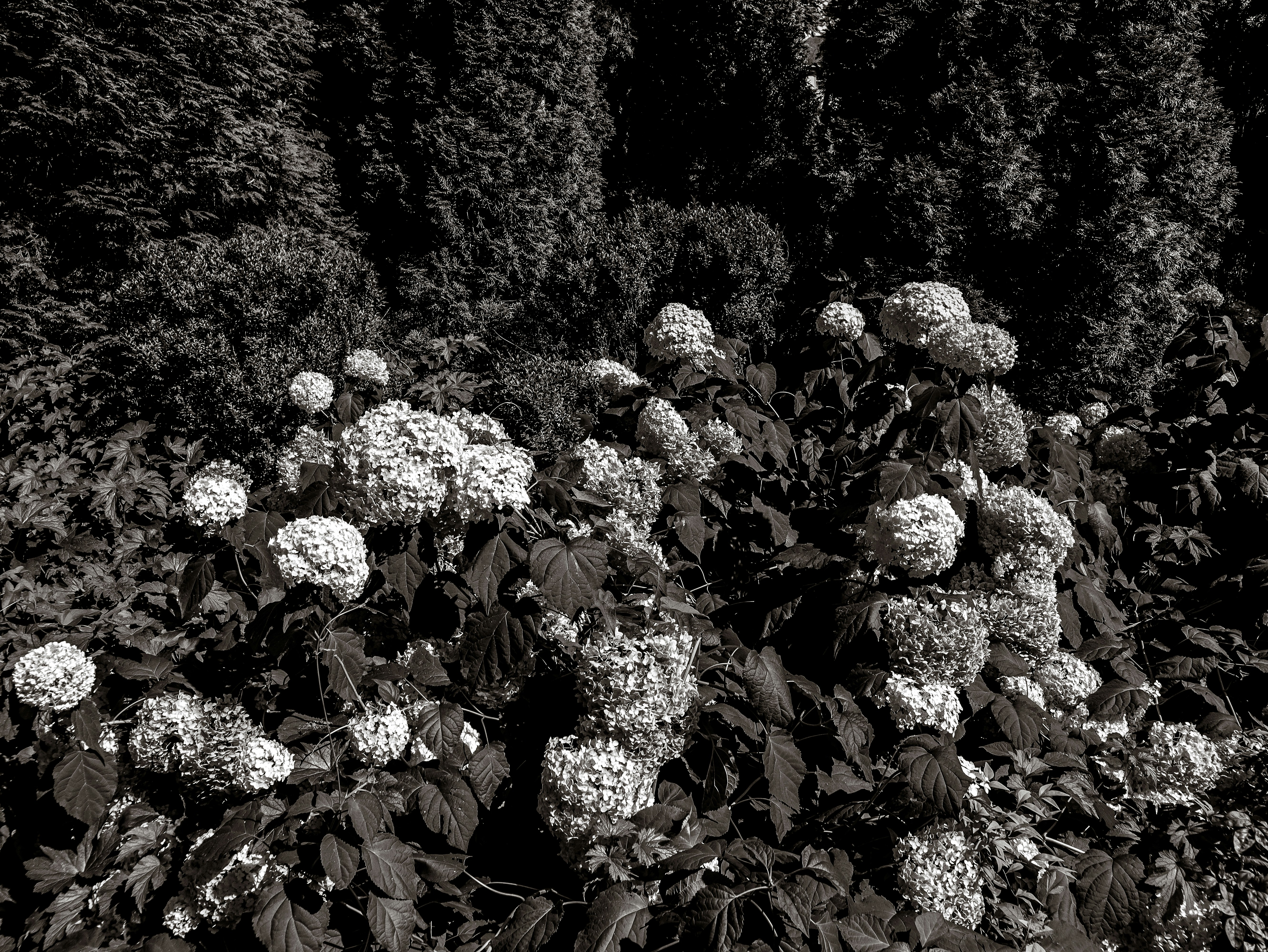 Whispers of Nature in Monochrome