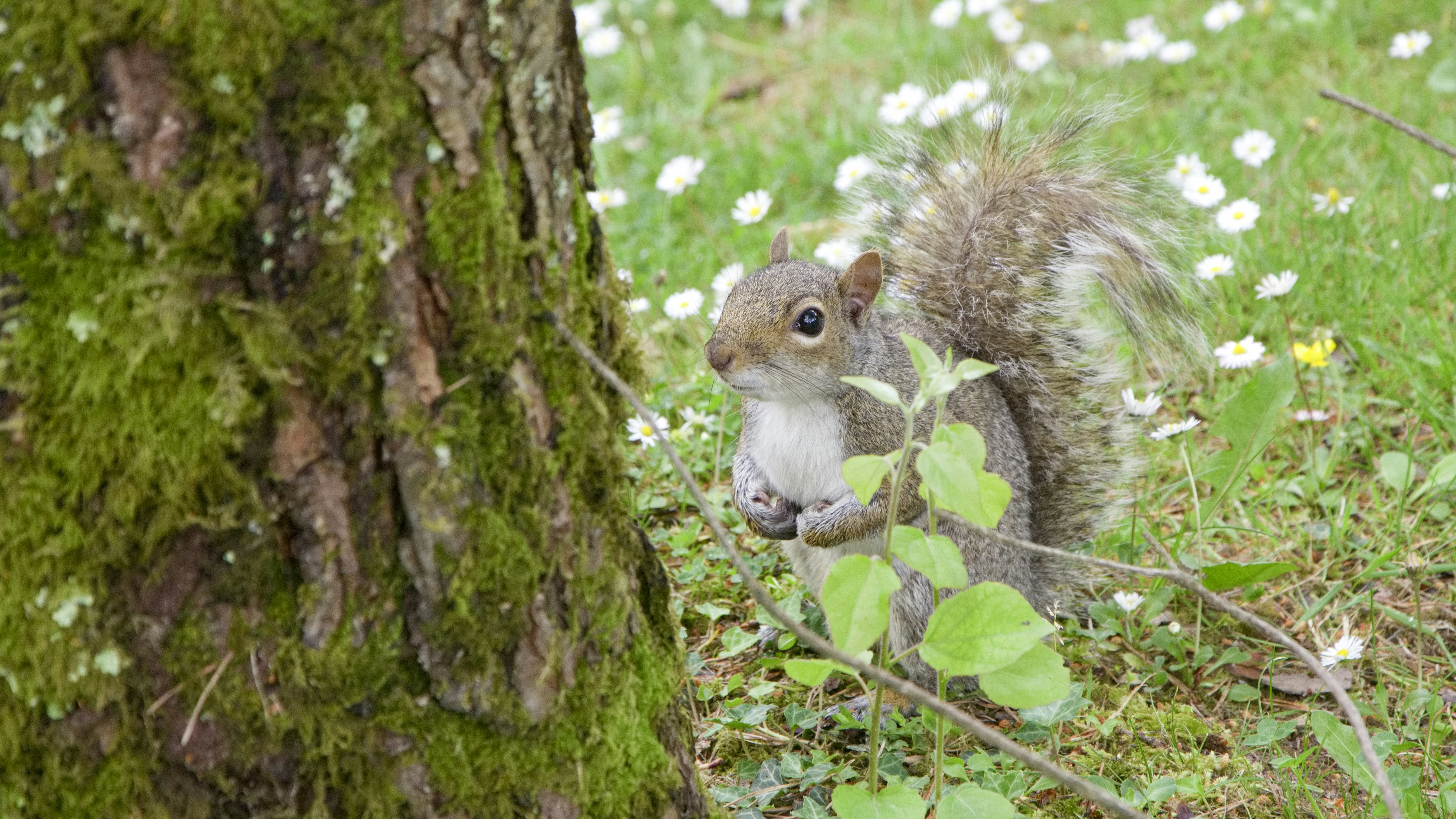 Curious Grey Squirrel Pauses by a Moss-Covered Trunk in a Daisied Meadow