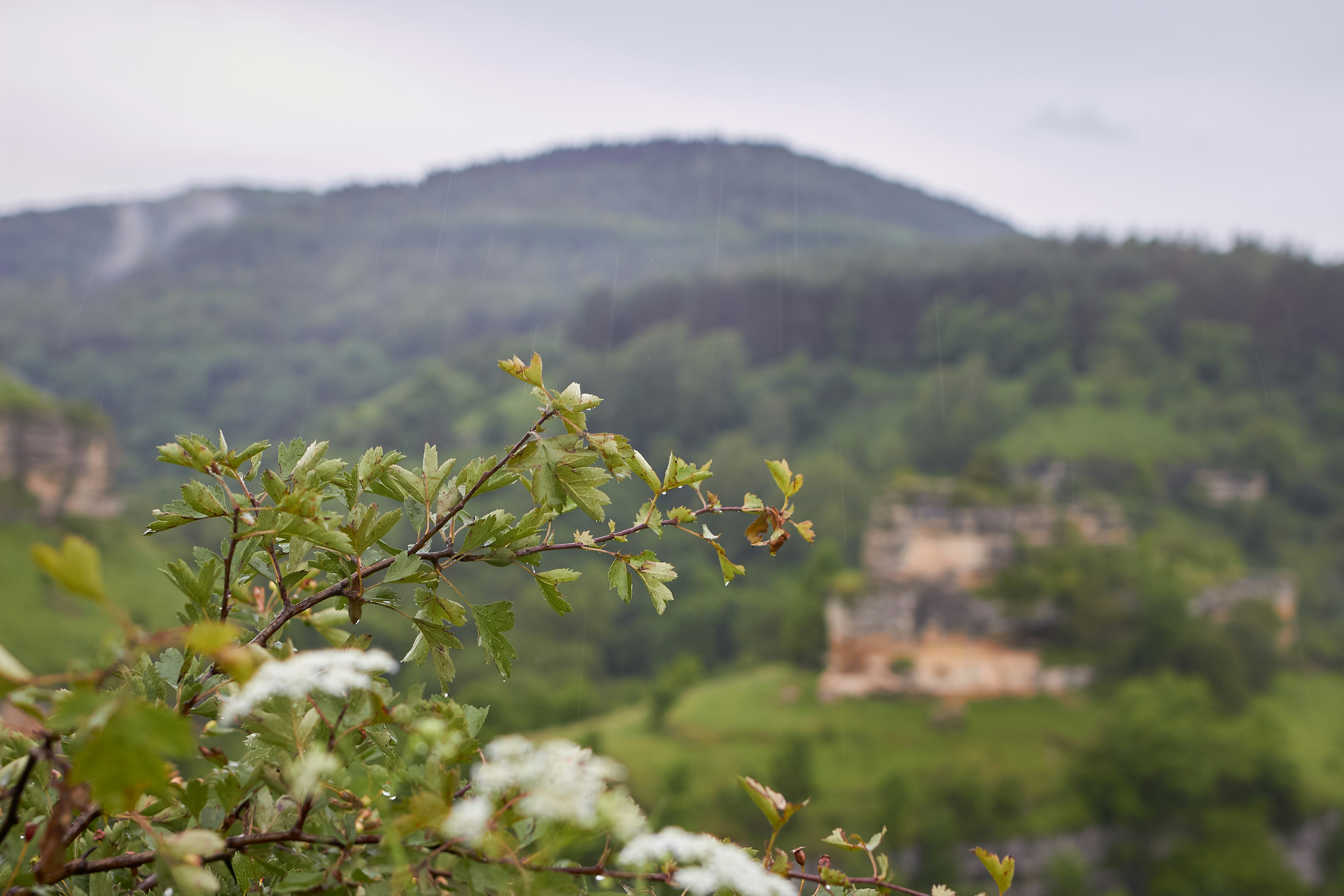 Green leaves and a blurred mountain range.