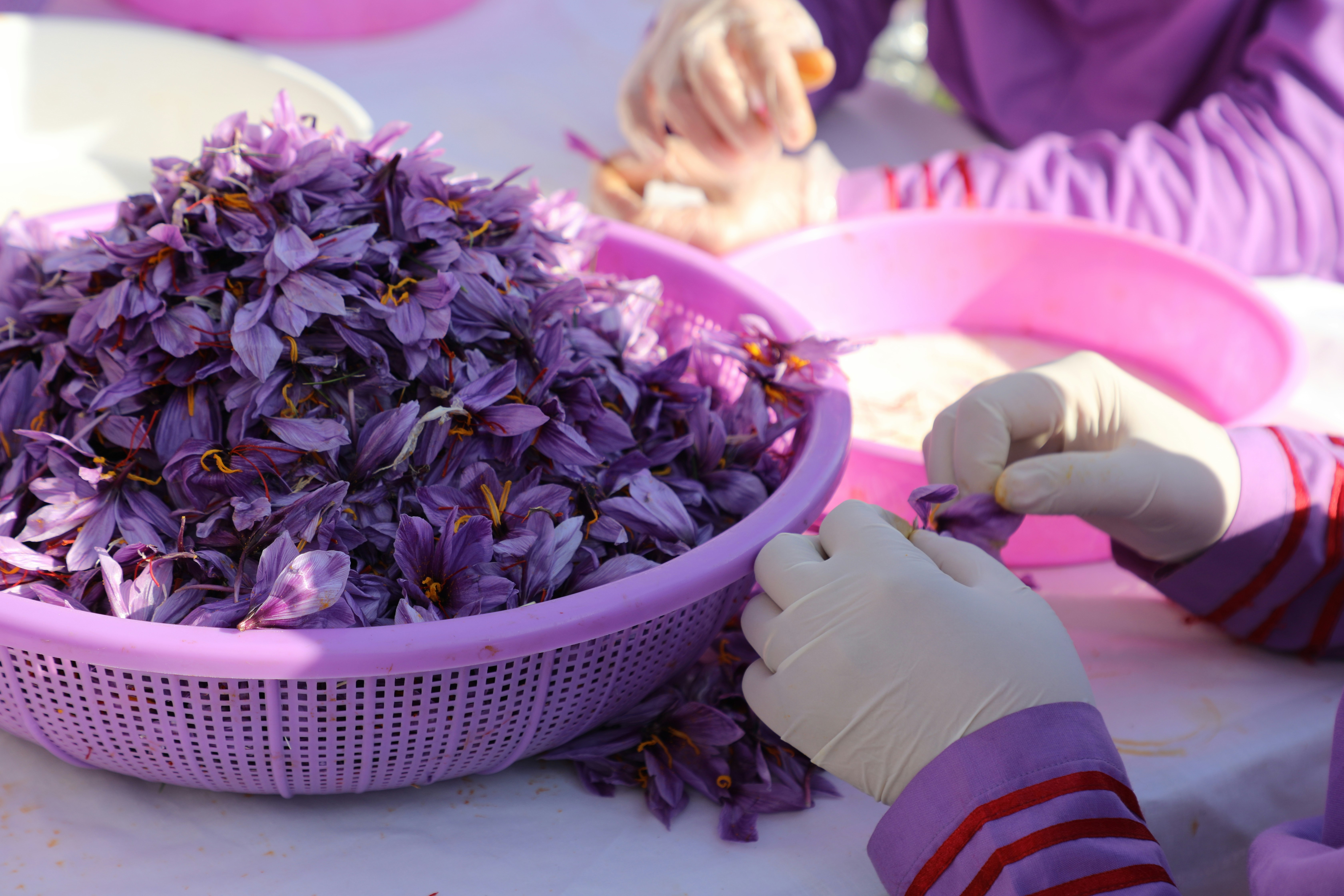 Petal Assembly: Sorting Violet Harvest in a Pink Setting