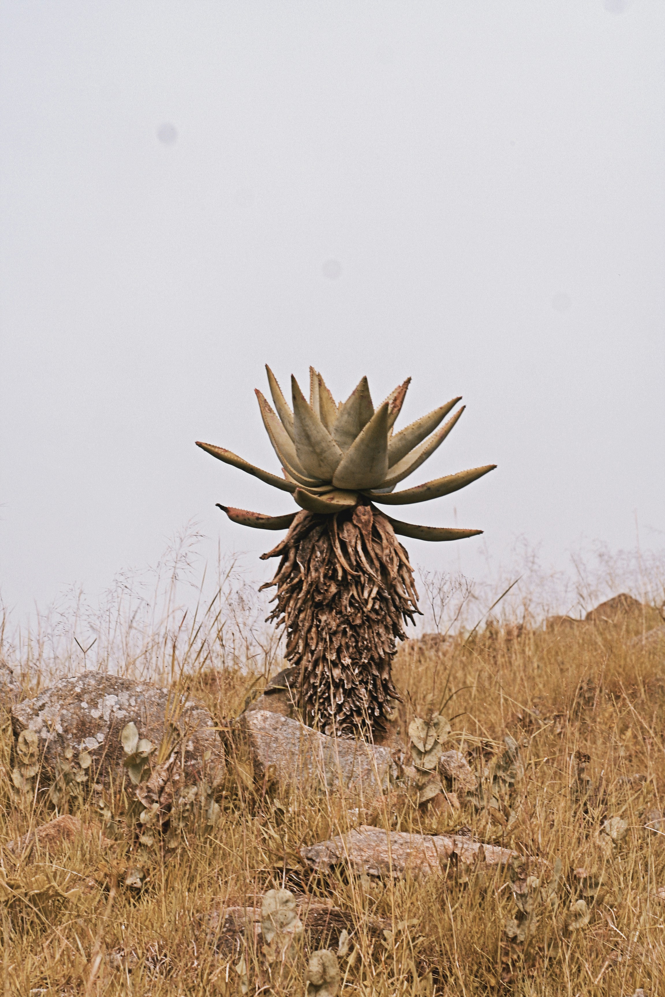 Resilient Sentinel of the Arid Landscape