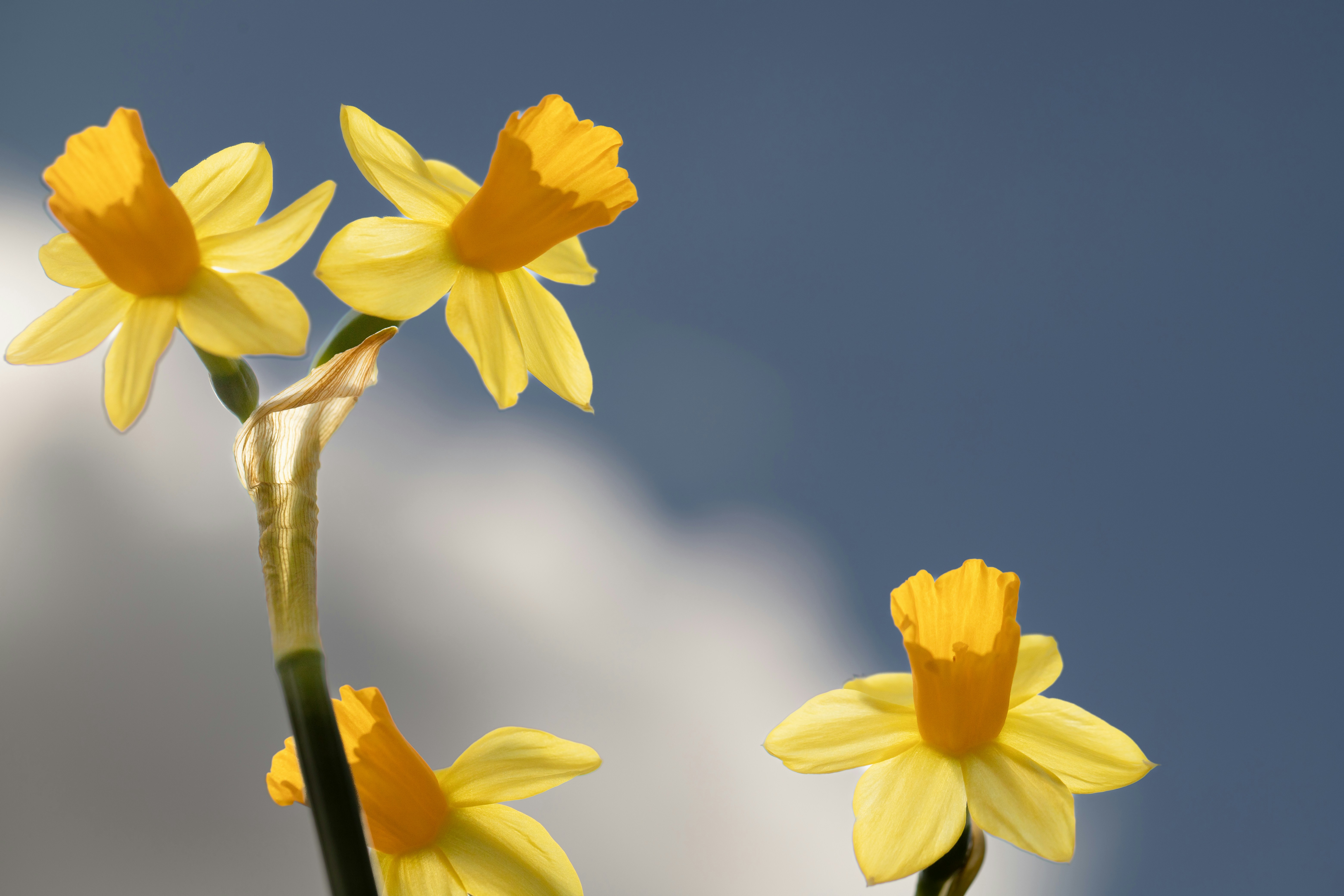 Cluster of vibrant yellow daffodils with orange centers, reaching towards a soft, cloudy blue sky.