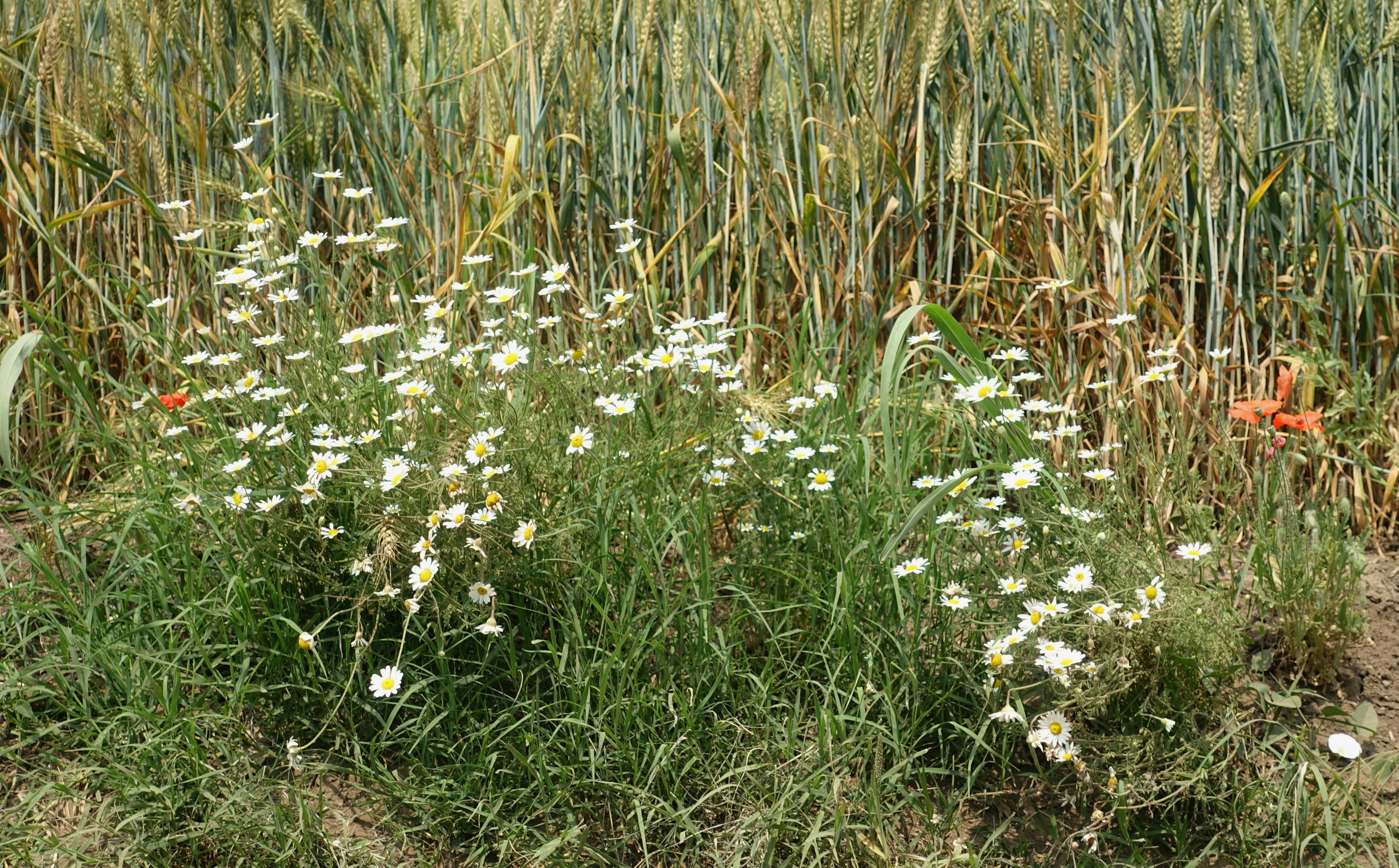 Daisy Meadow at the Field's Edge