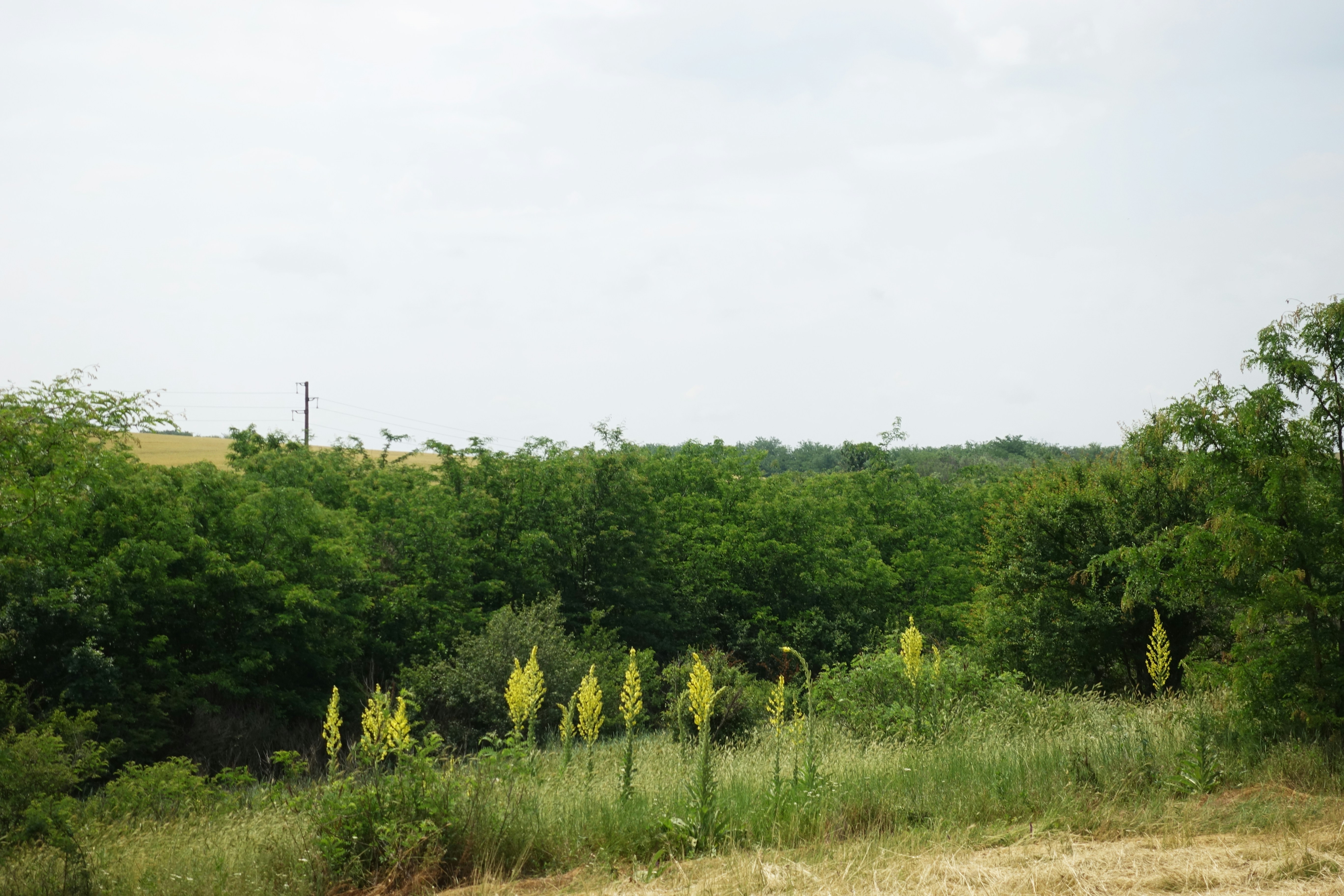 Yellow flowering plants rise above lush green foliage in a serene meadow landscape, framed by distant trees and a soft sky.