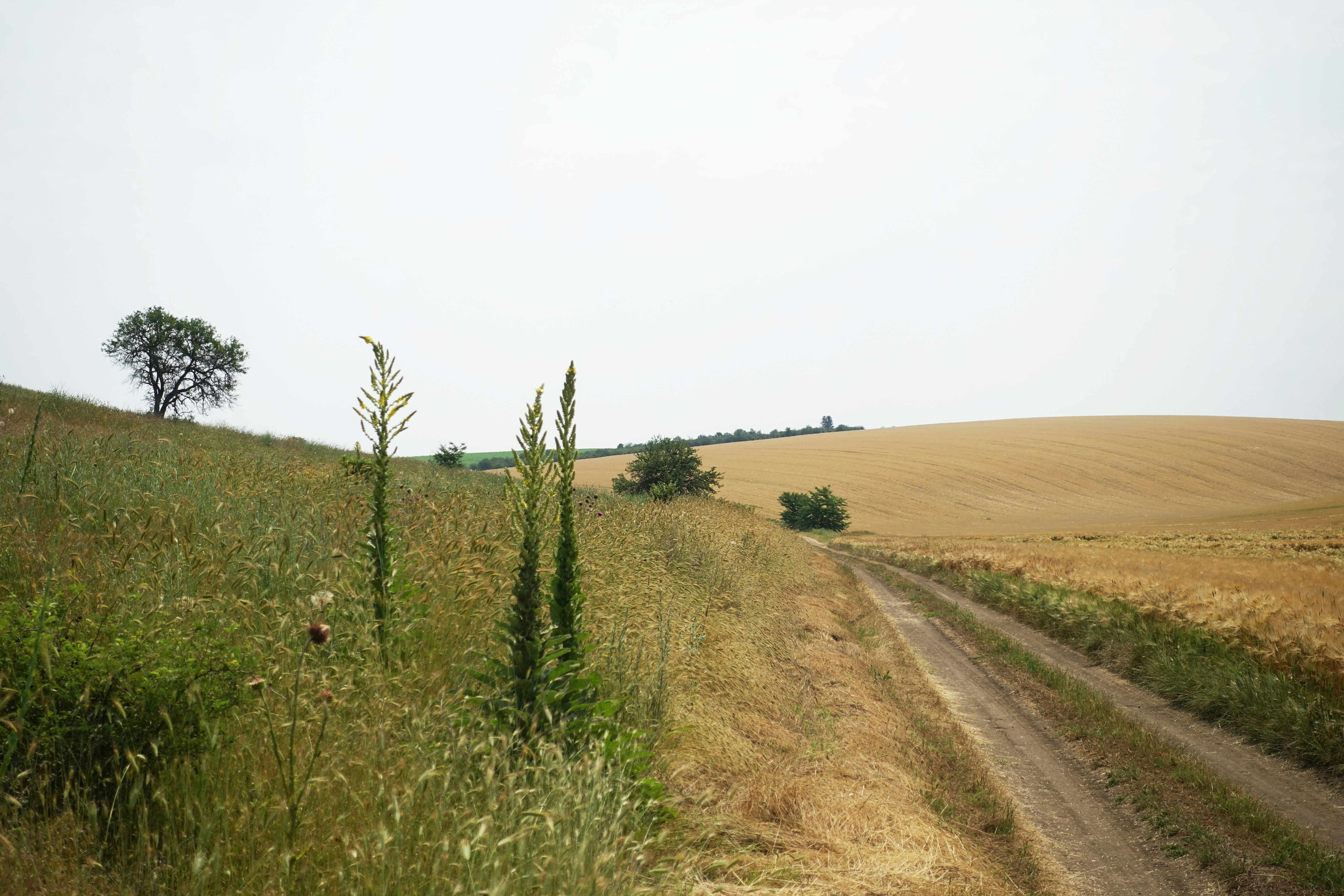 A dirt road leads through a rural landscape.