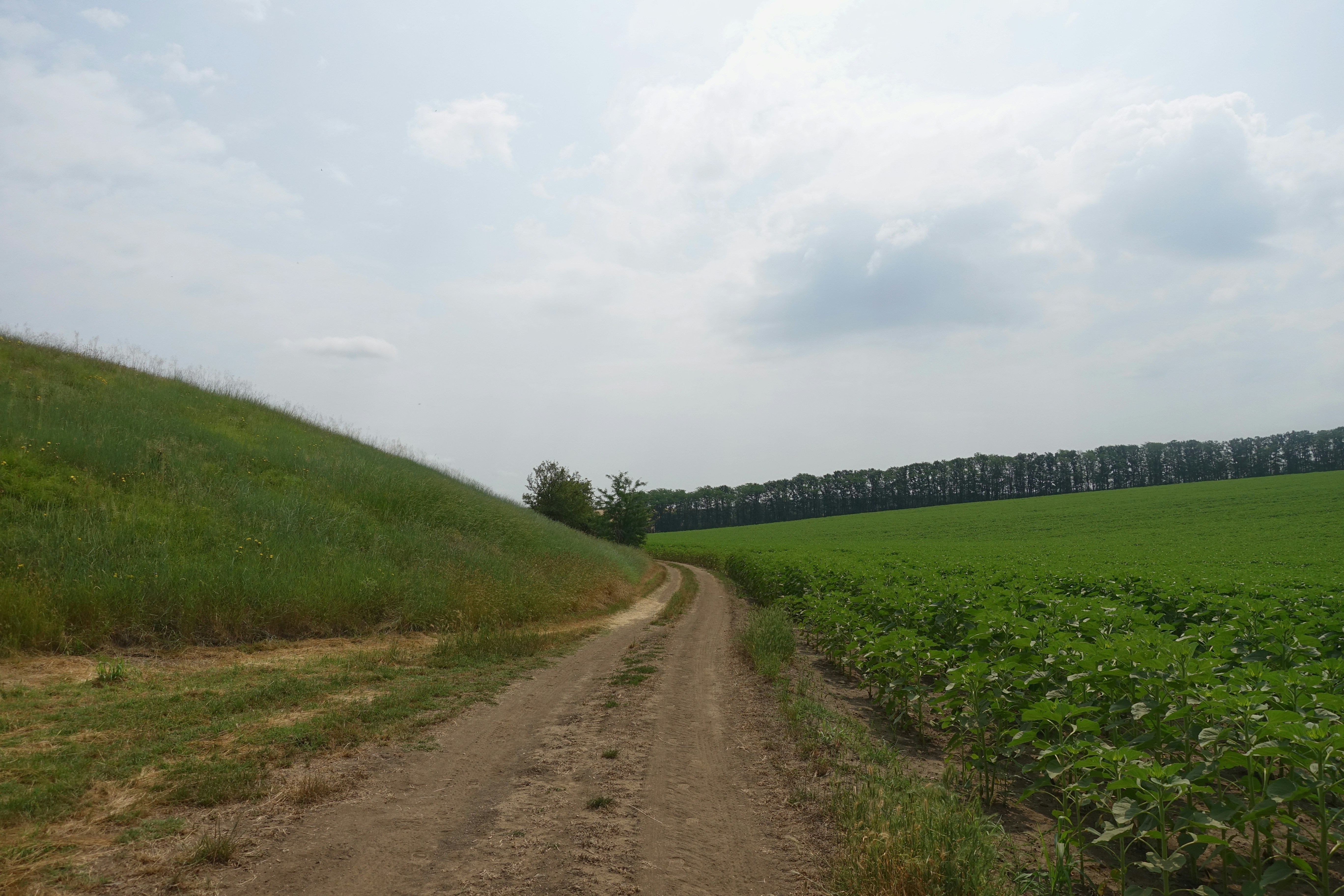 A dirt path meanders through vibrant green fields, flanked by a grassy hill on one side and a dense tree line on the other. 