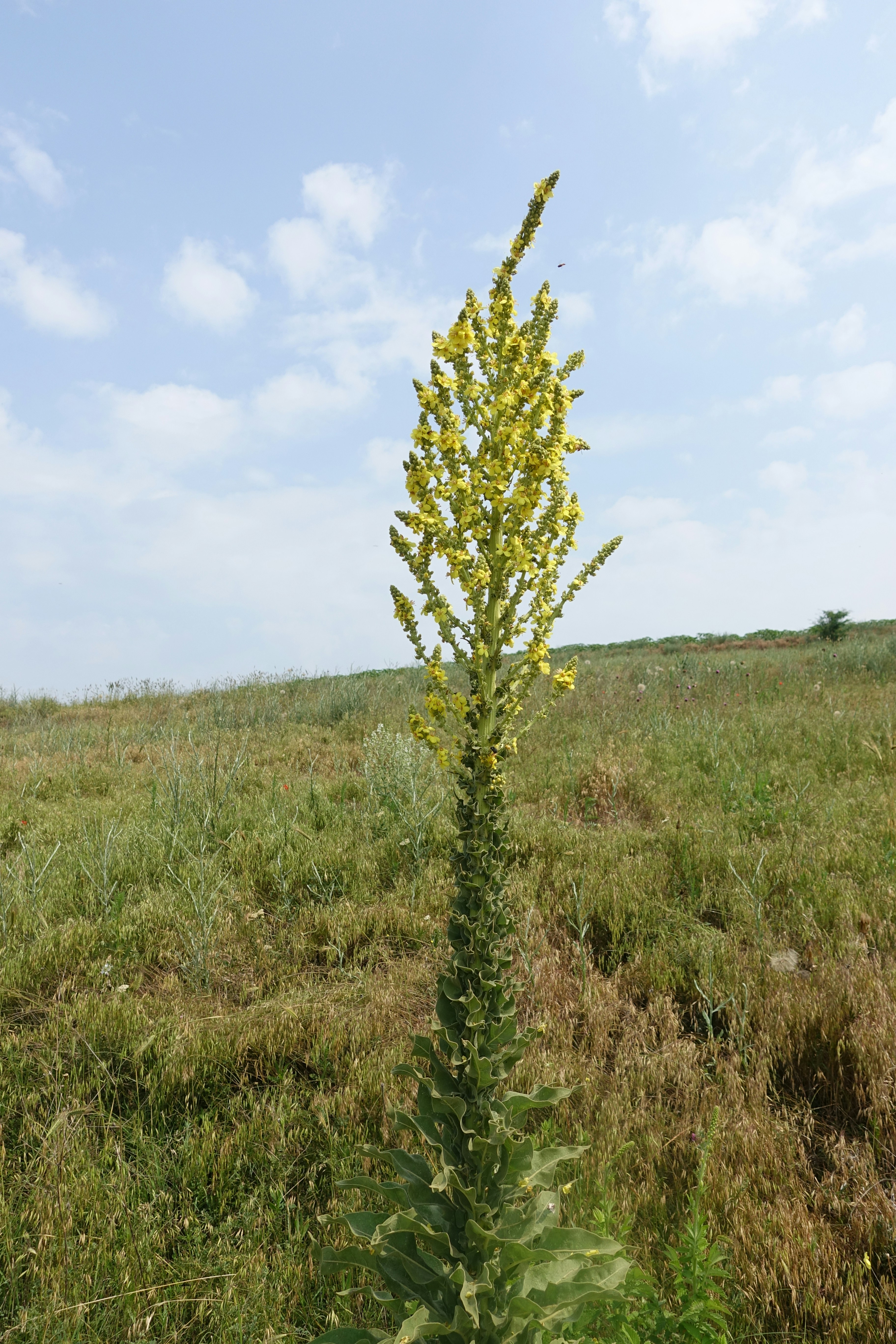 Sunlit Sentinel: A solitary yellow-flowering spike rises above a windswept meadow