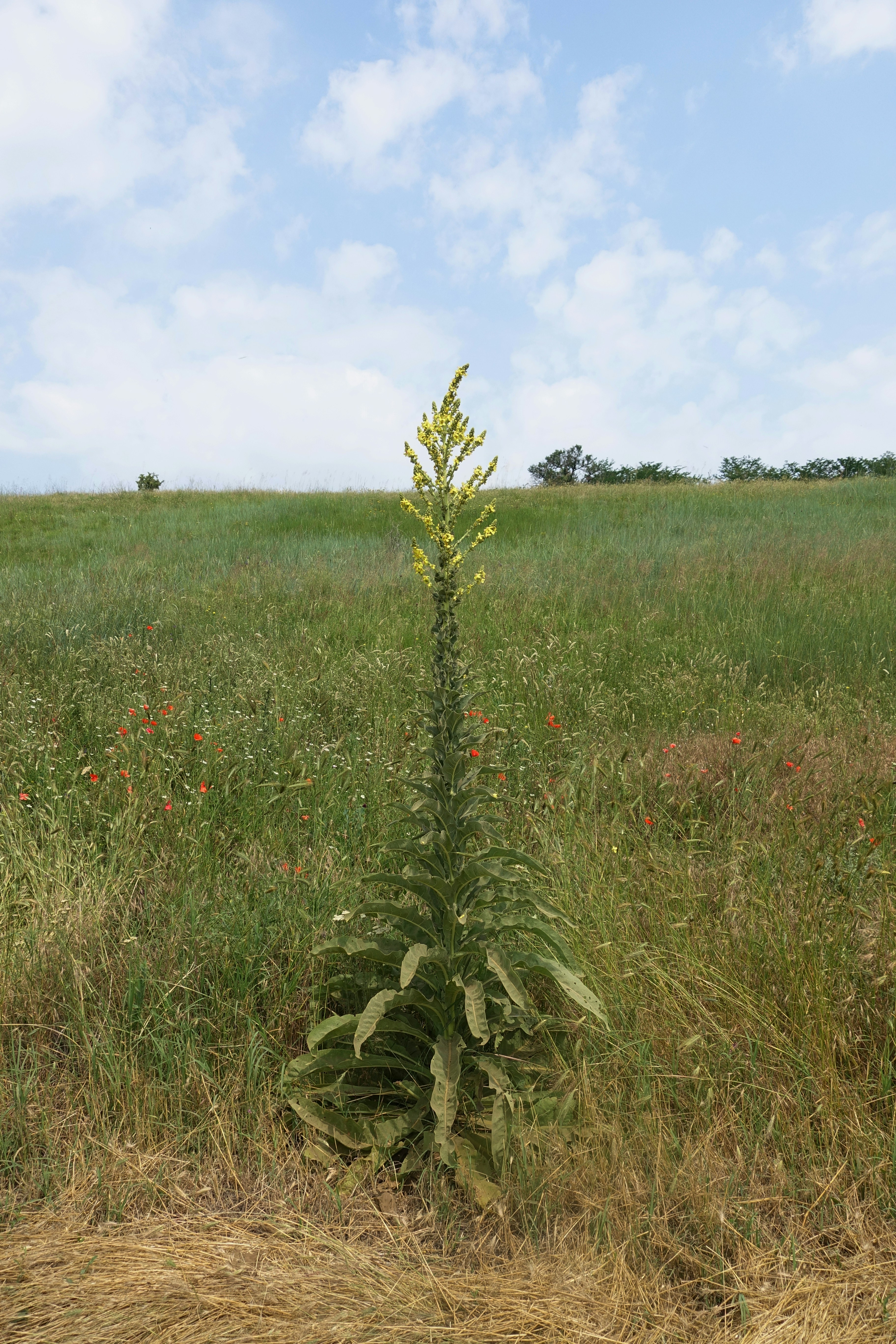 Yellow Summit in the Meadow: A Solitary Plant Reaching Toward the Sky