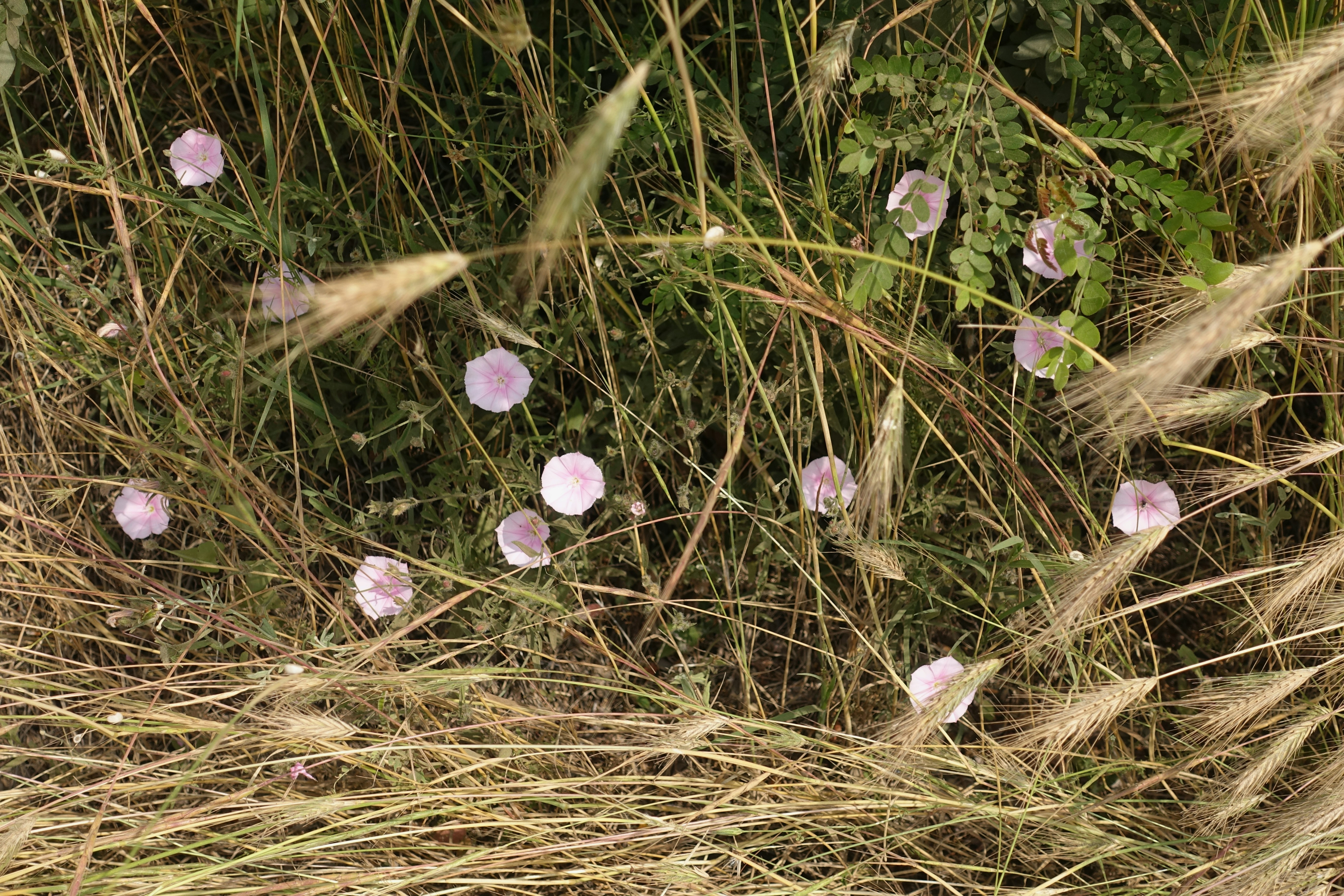 Whispers of Wild Flora