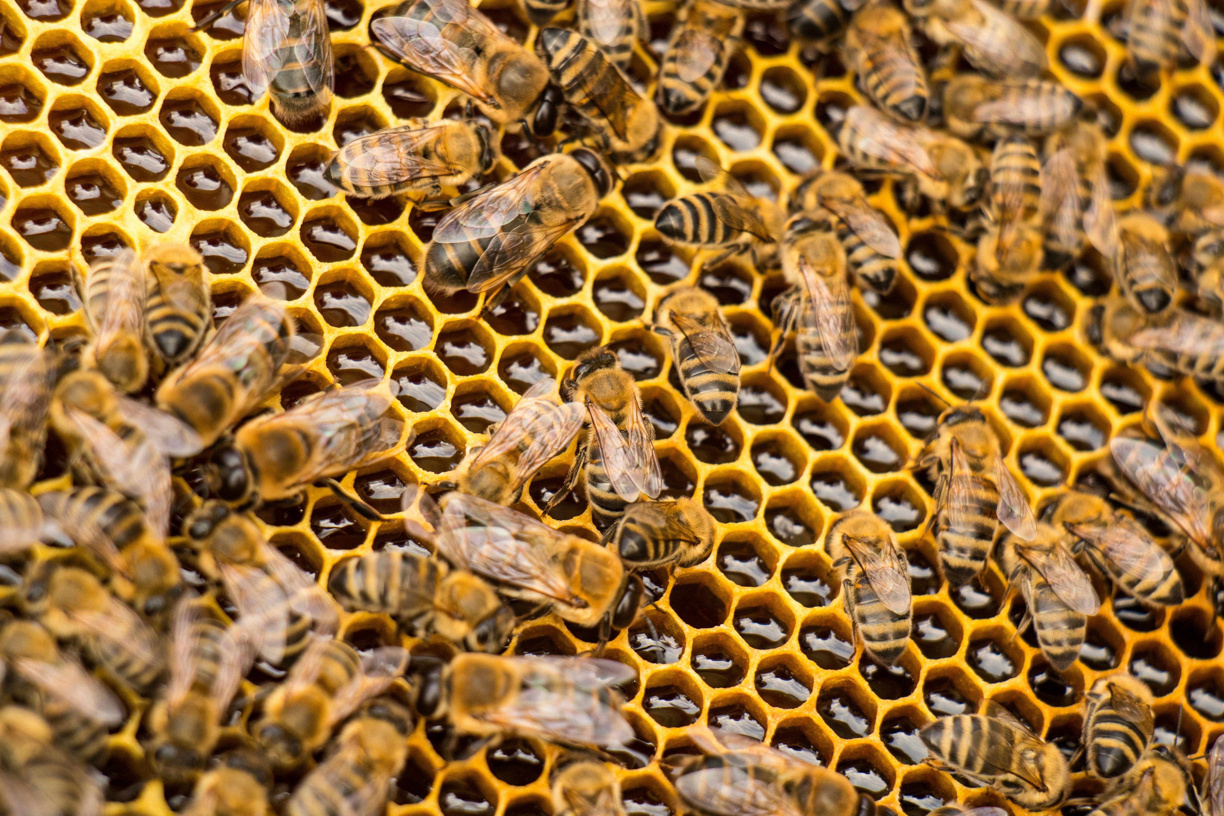 Bees cover a honeycomb filled with honey. photo – Free Greece Image on ...