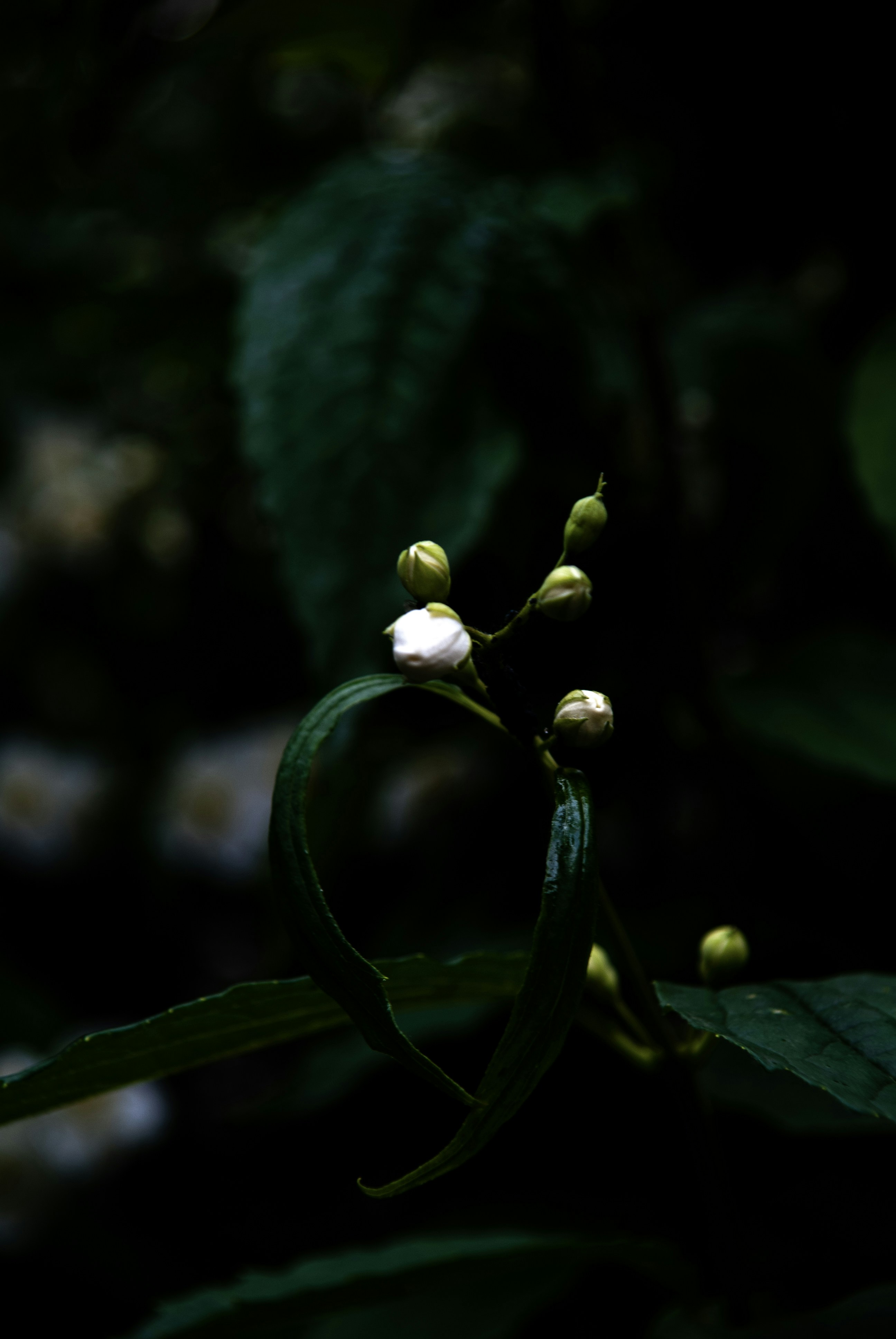 Whispered Bloom: A White Bud Emerges From Shadowed Green