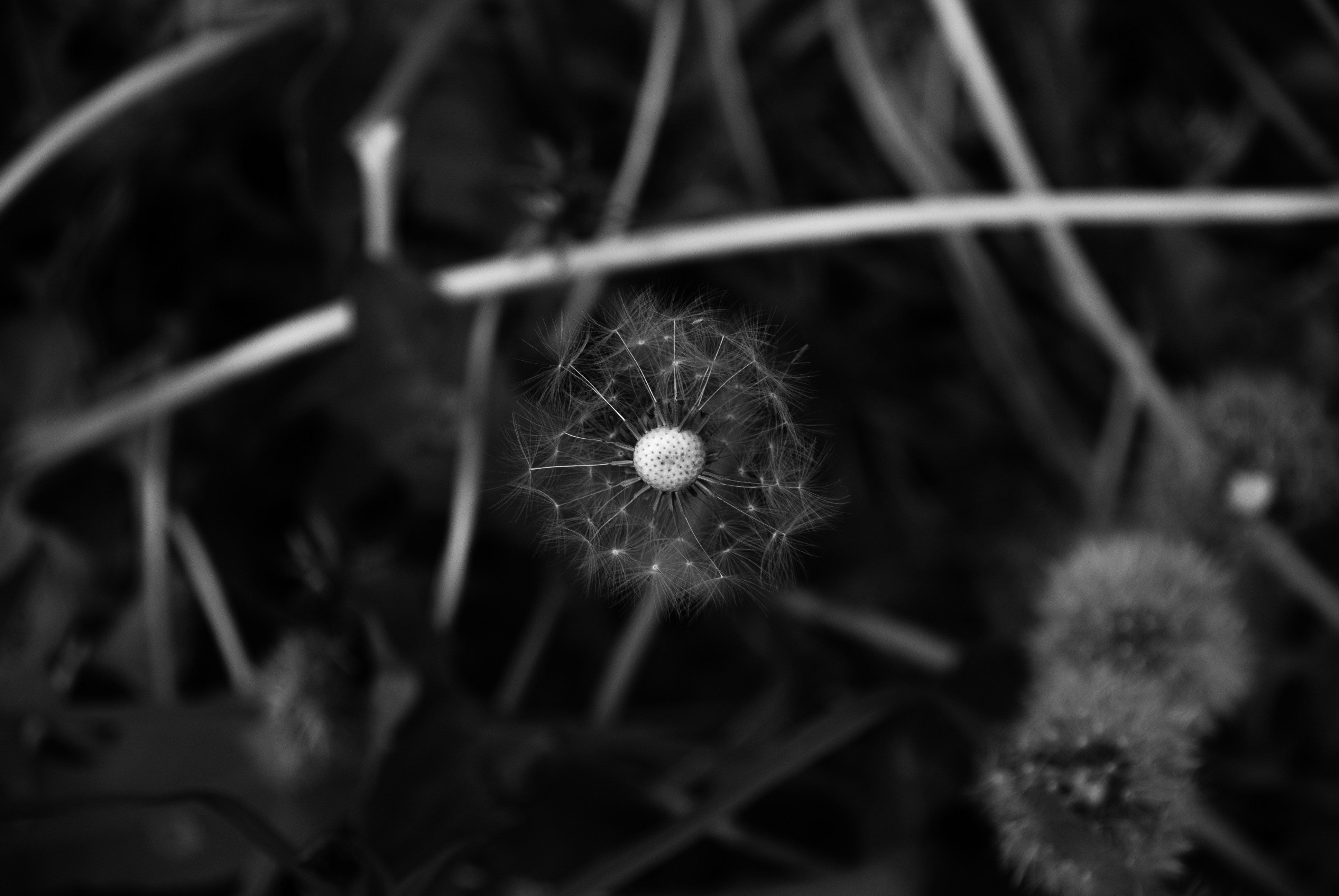 Whispers of Nature: A Monochrome Encounter