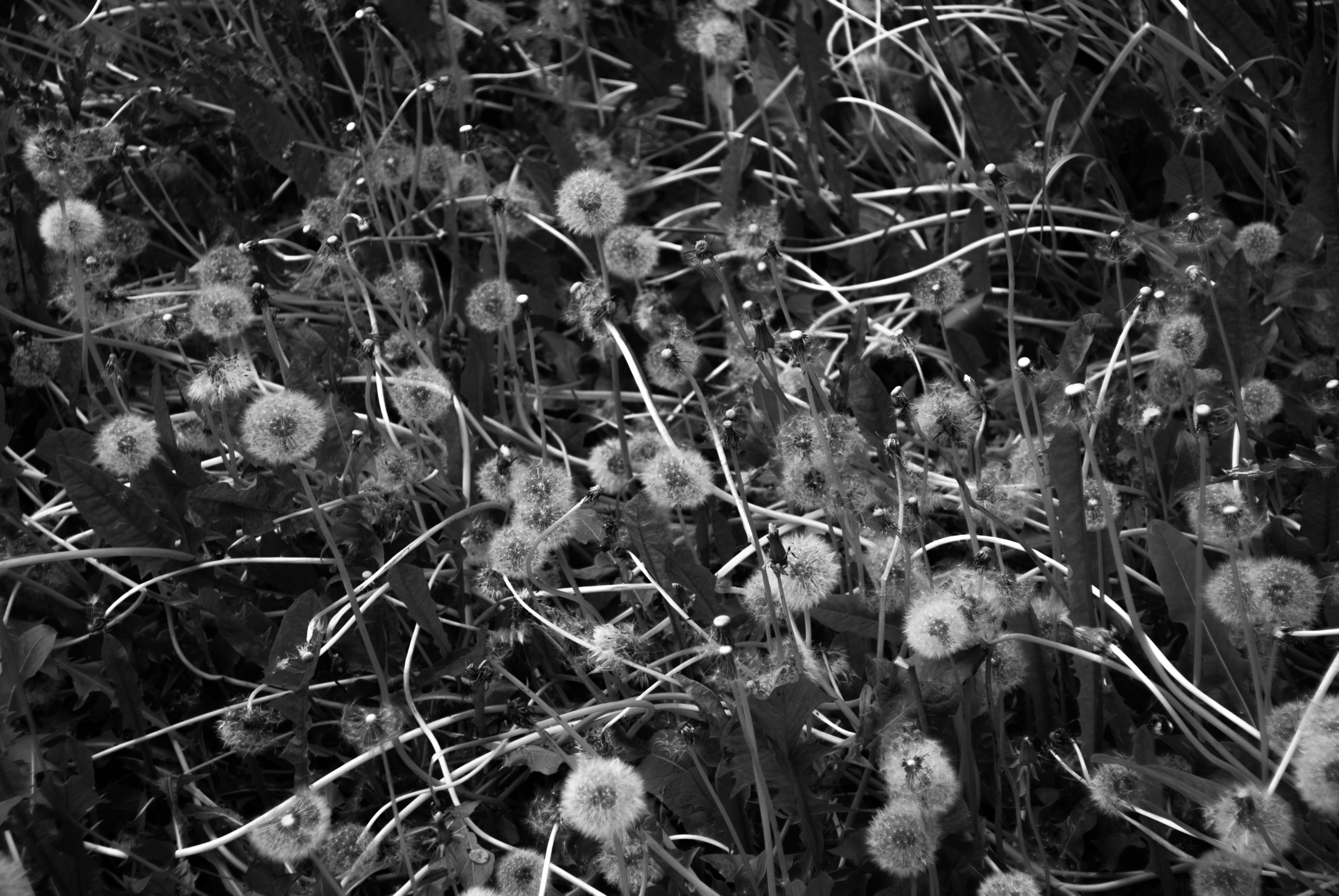 Monochrome Dandelion Field: Tangled Seed Heads in a Quiet Meadow