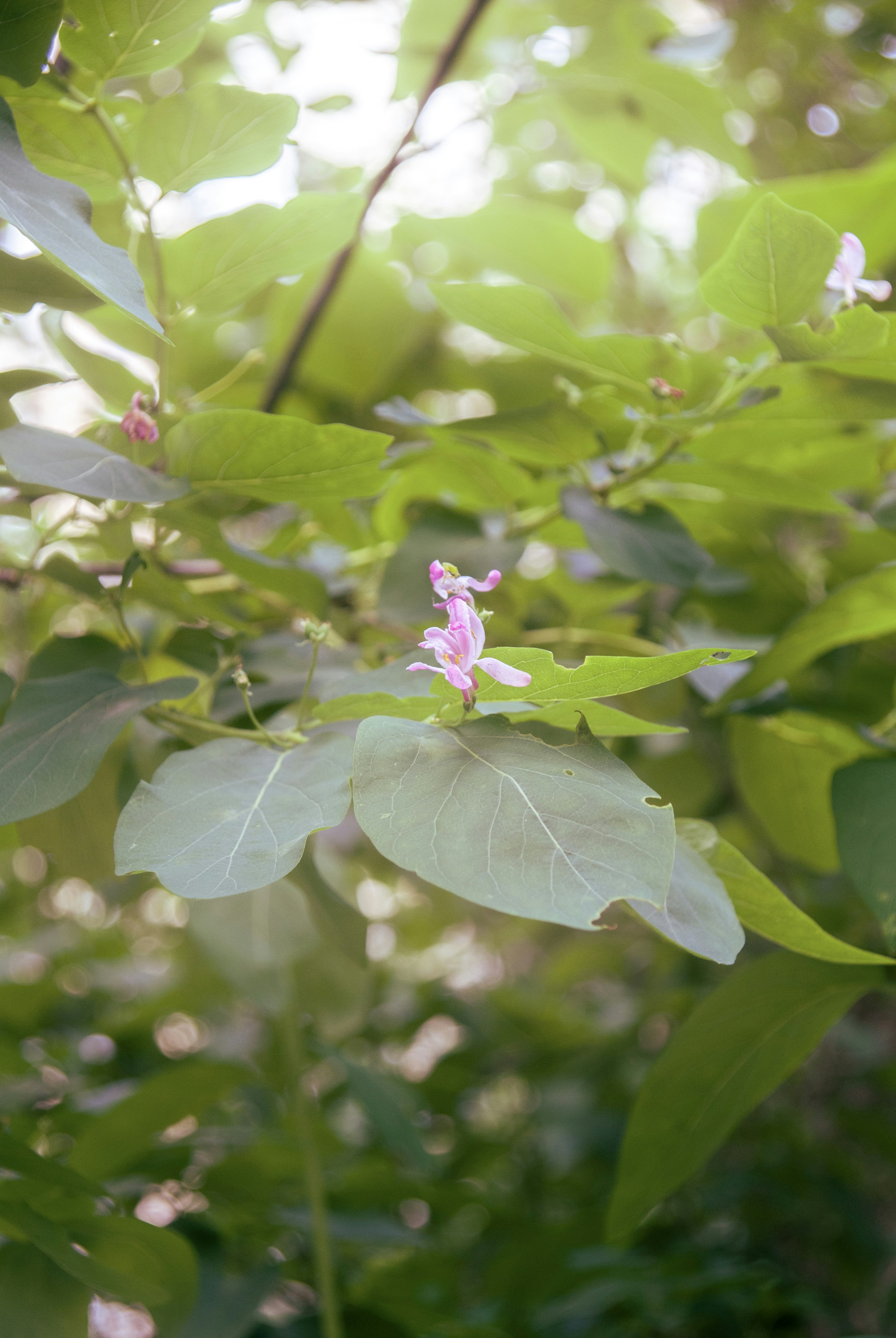 Pink Blossom Crowned by a Sea of Leaves
