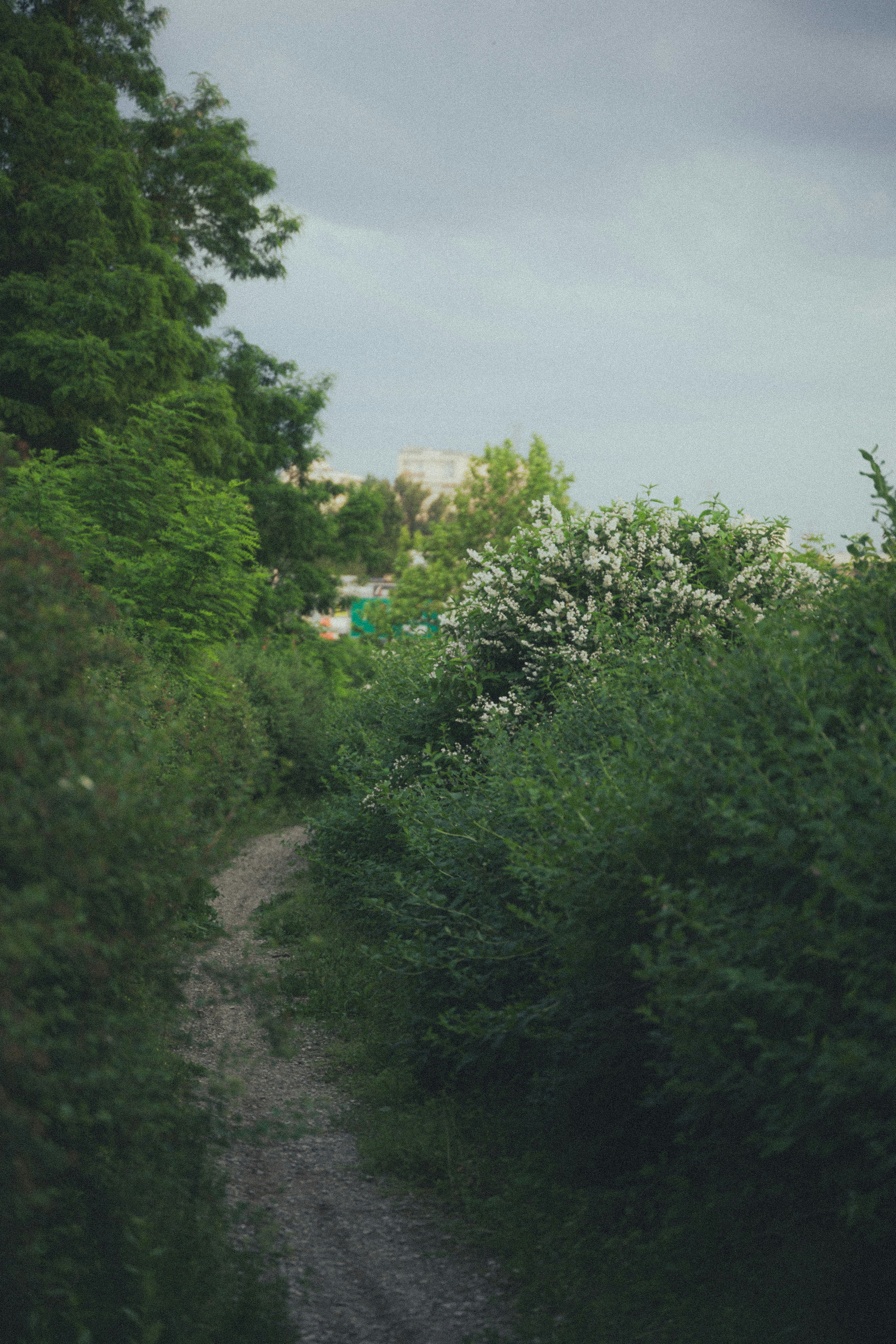 Way of trees. | A winding path leads through lush, green nature.
