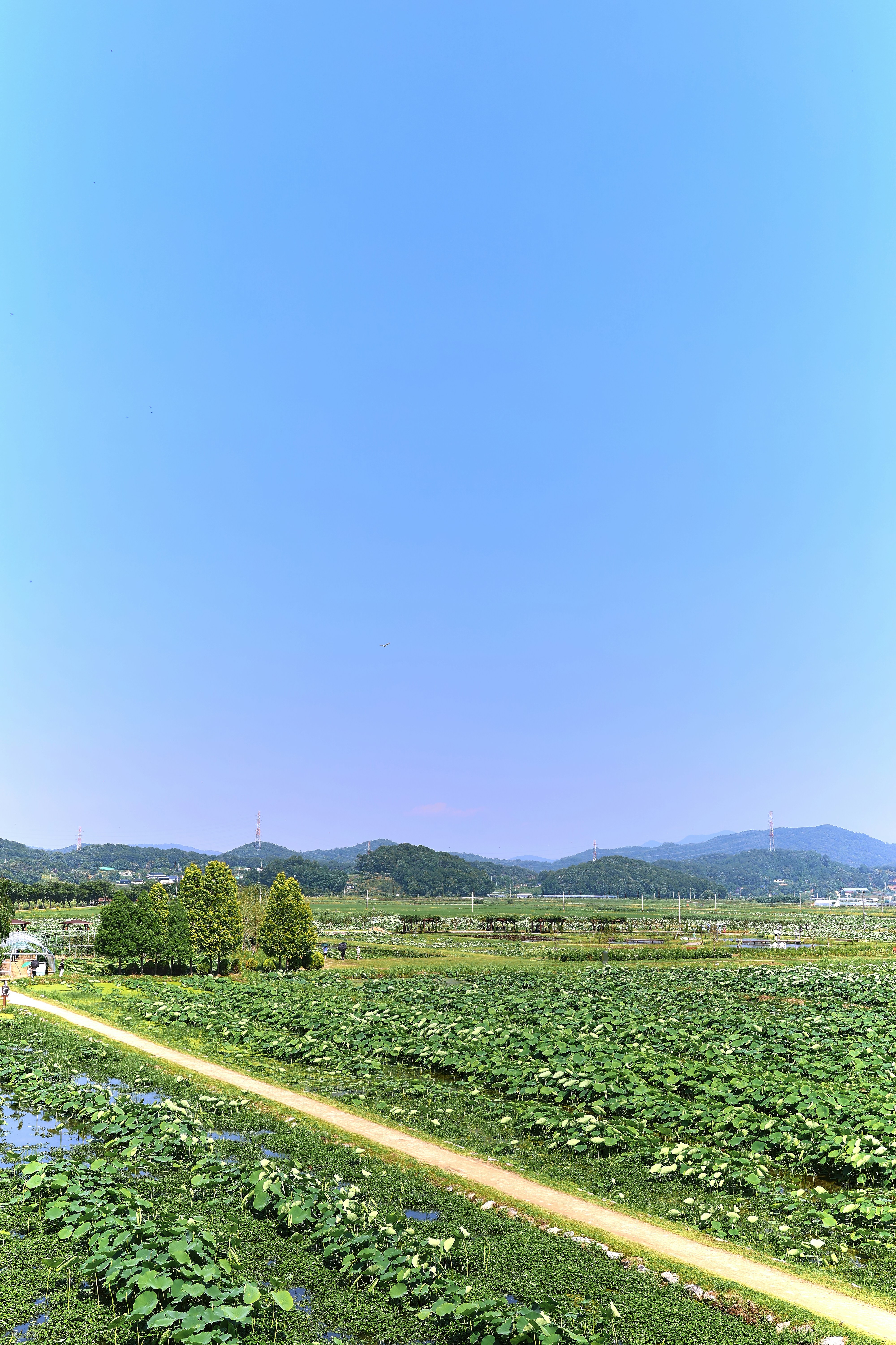 A landscape of a green field and blue sky.