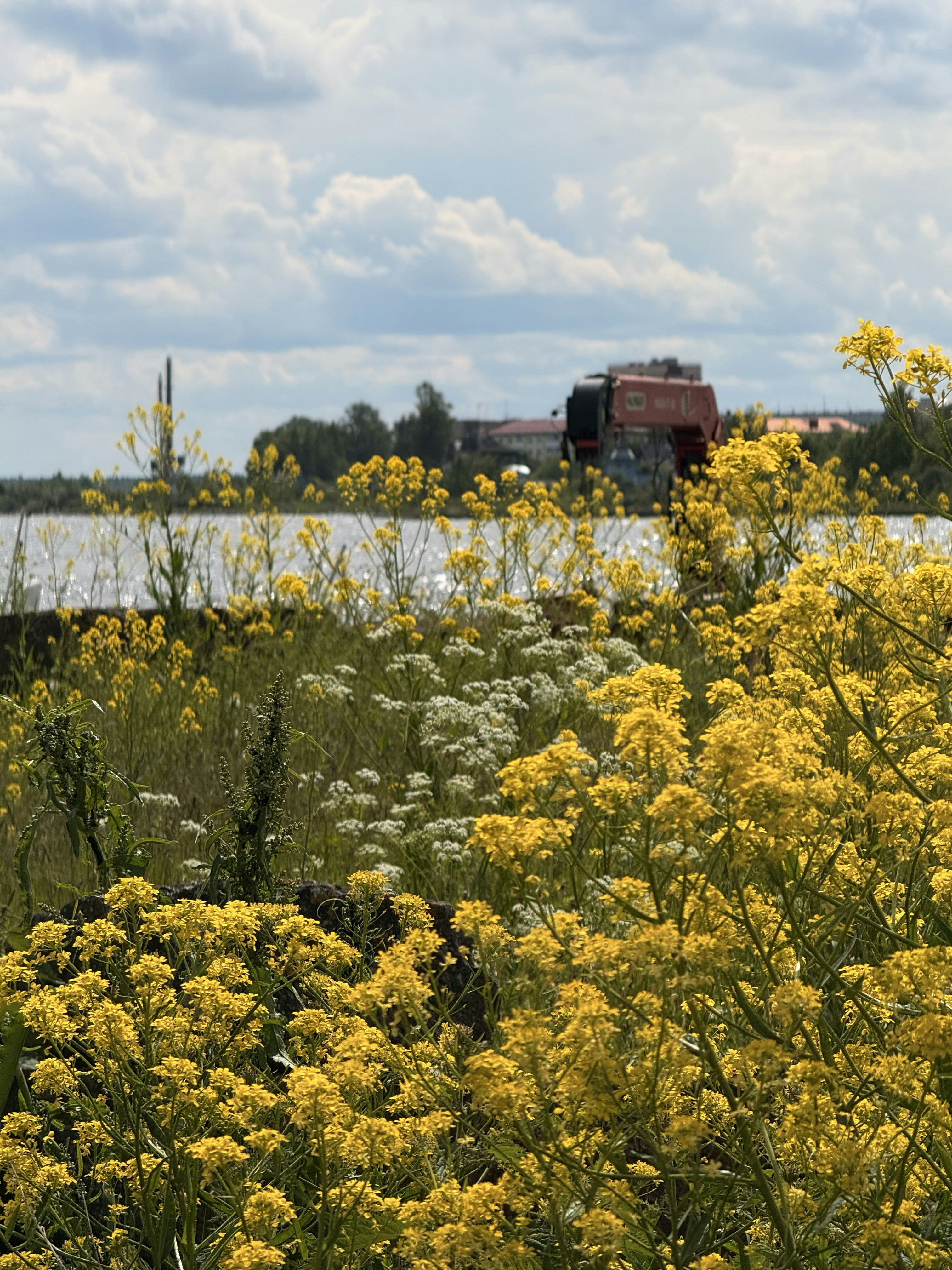 Canola Sea by the Riverbank: Yellow Blossoms Amid Industrial Silence