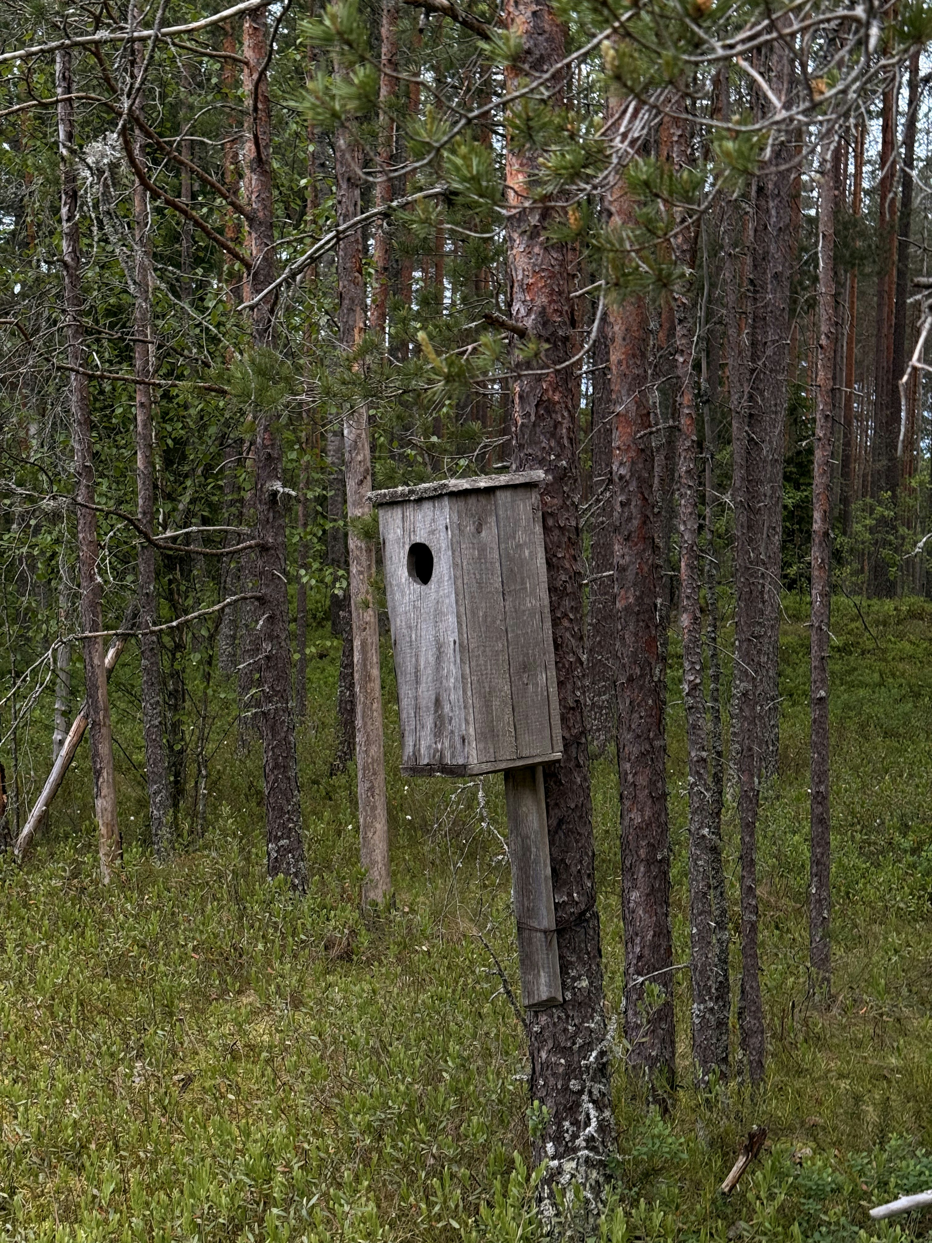Nestled Haven: A Woodland Sanctuary
