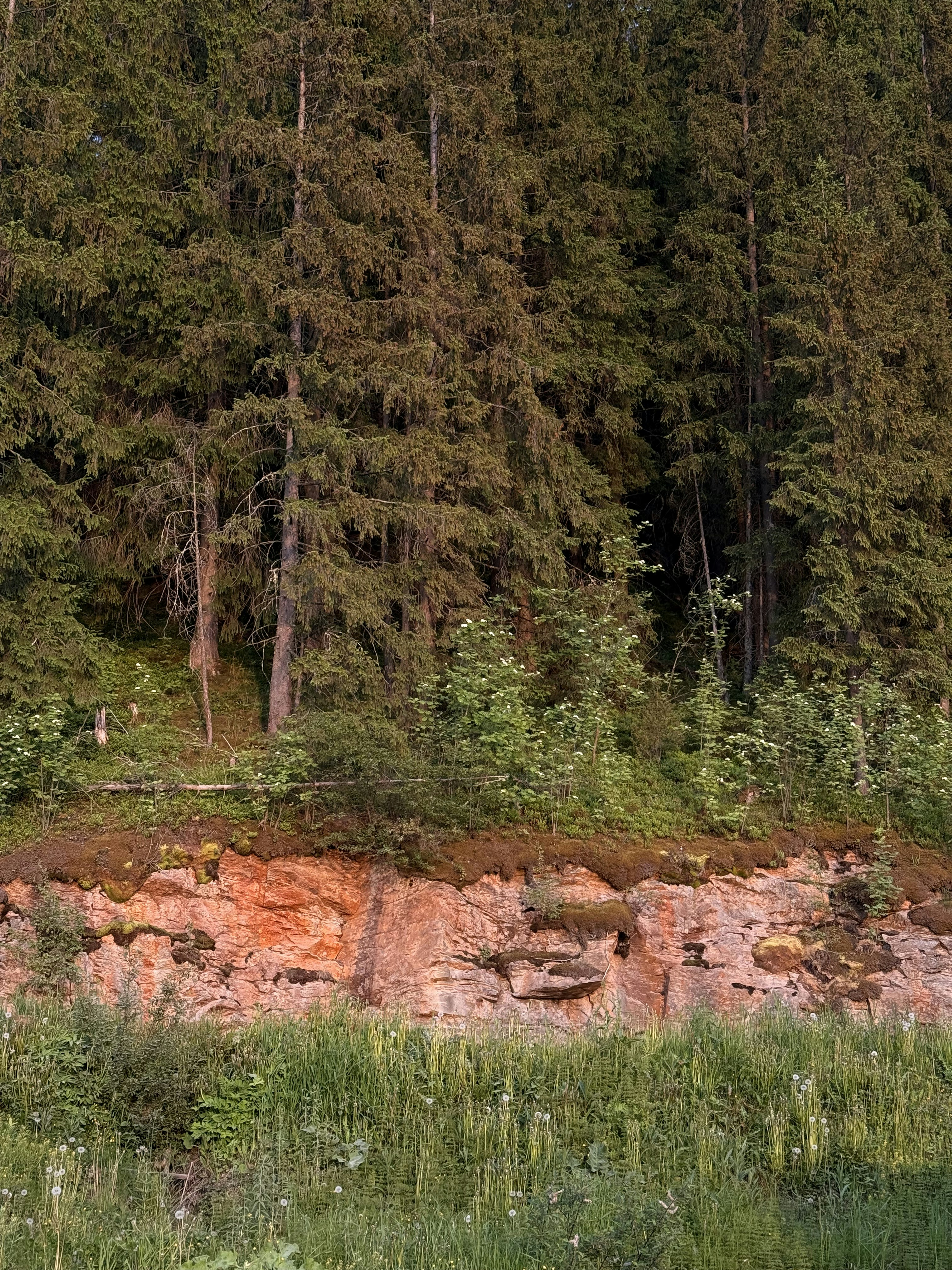Amber Cliff Edge Framed by Silent Pines