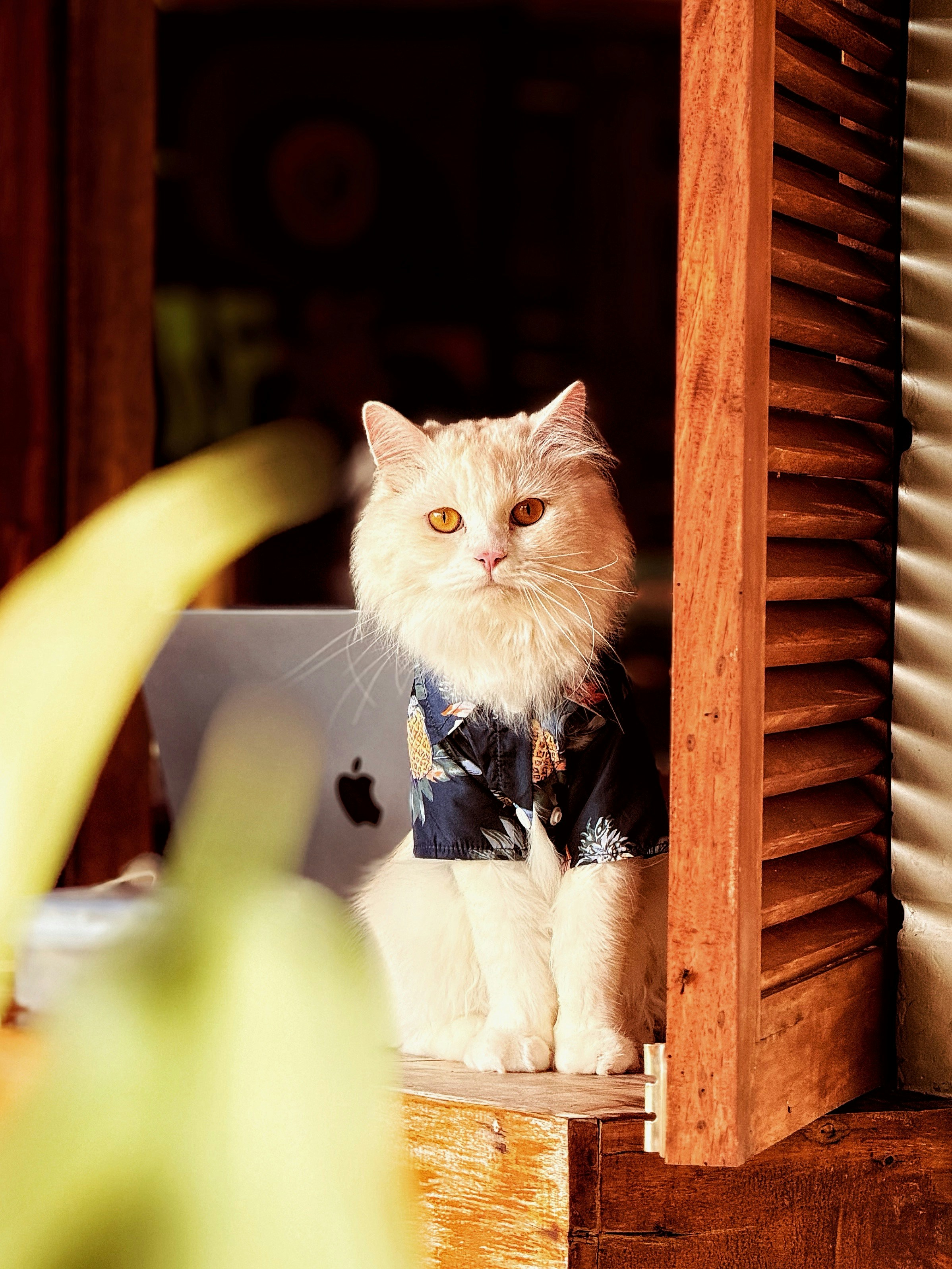 Creamy Cat in a Wooden Nook: Hidden Laptop Portrait
