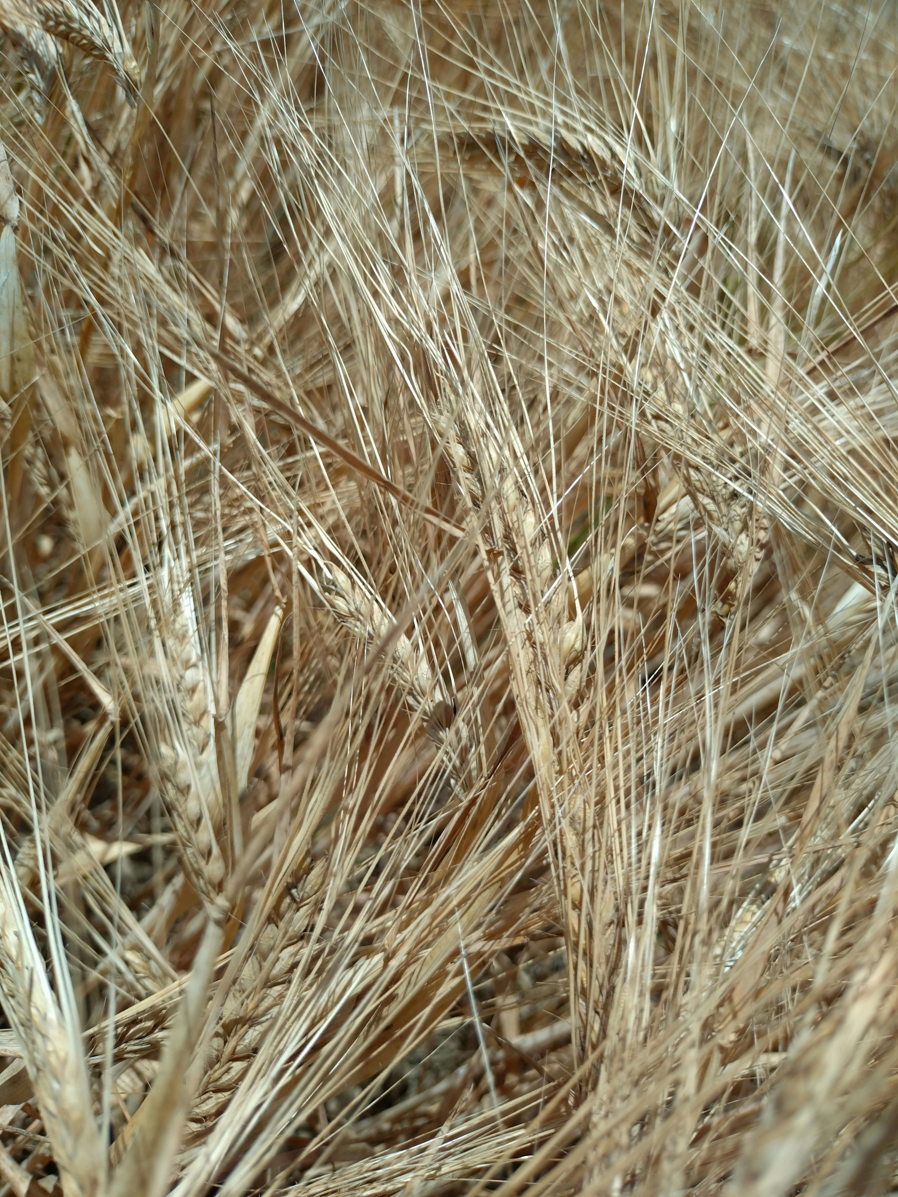 Close-up of golden wheat stalks swaying gently in the breeze, showcasing the intricate textures and colors of a ripe harvest.