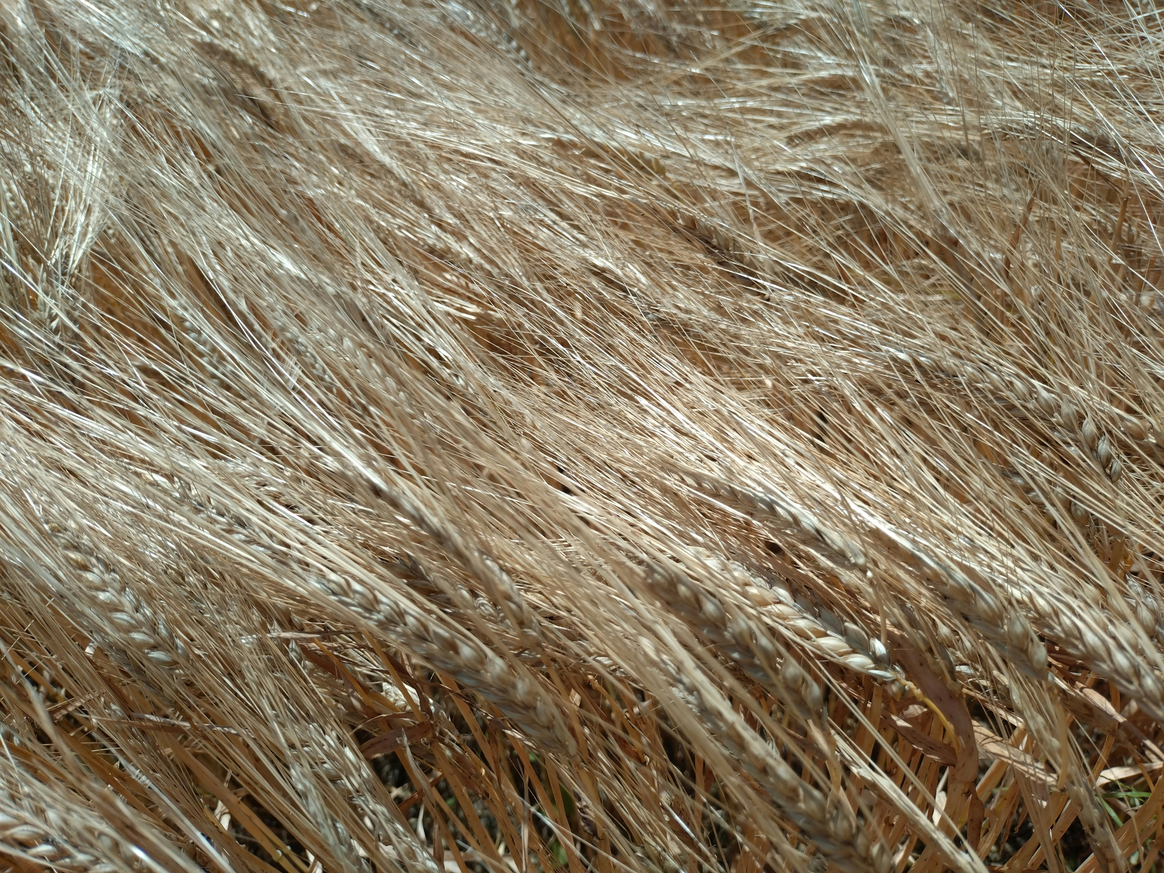 Wheat field waving in the wind.