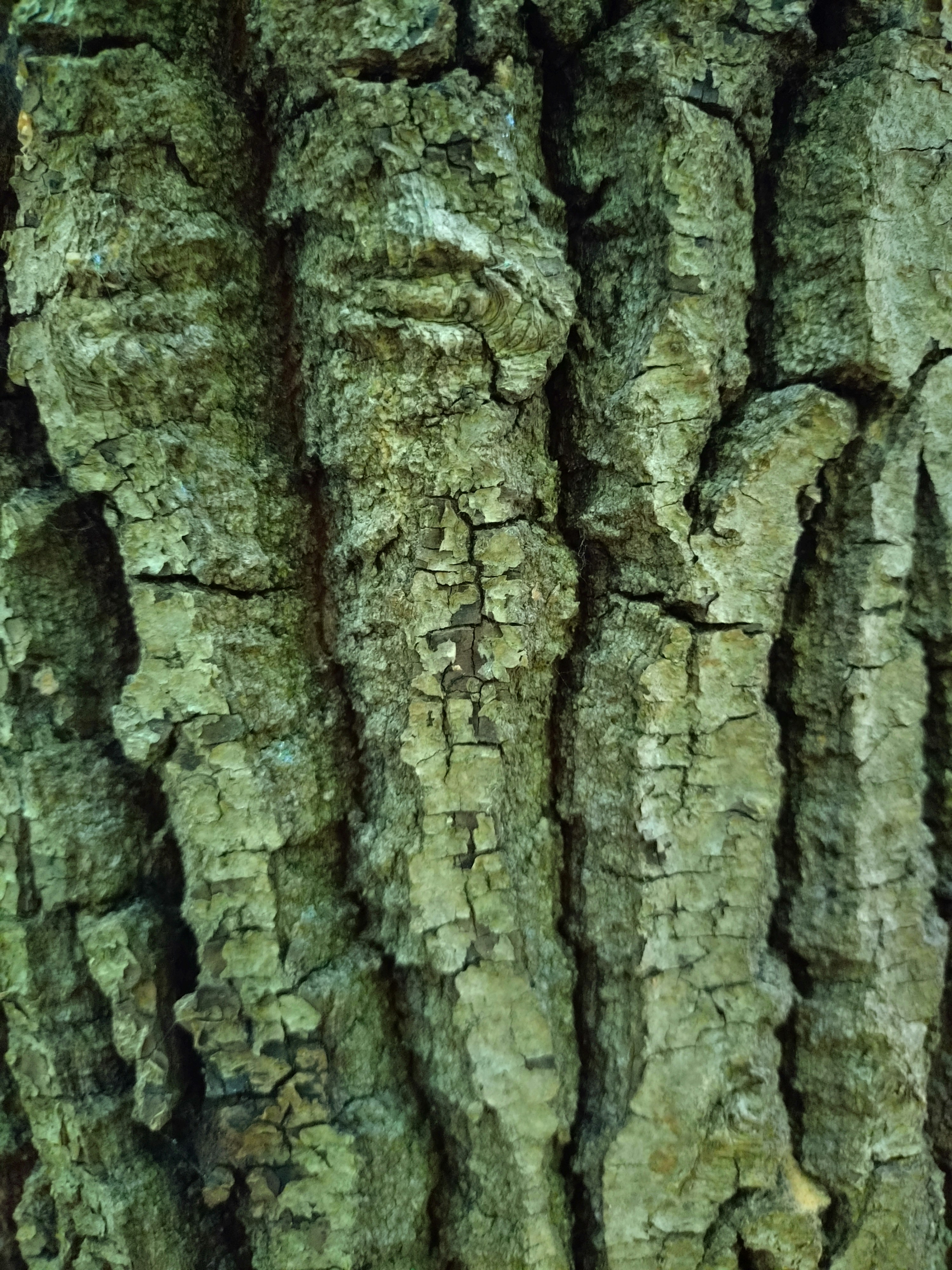 Close-up of rough and textured tree bark.