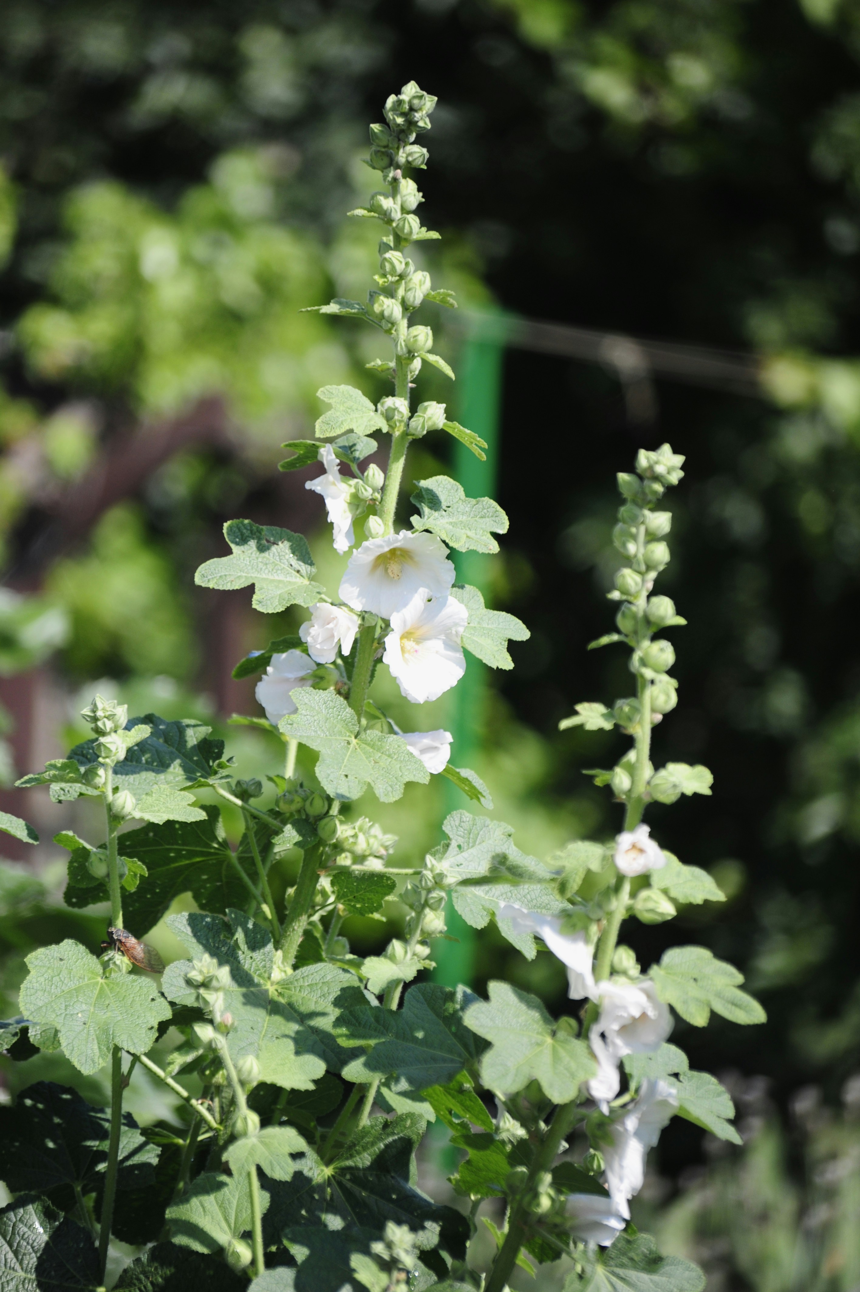 White hollyhocks reach toward the sun in a quiet garden