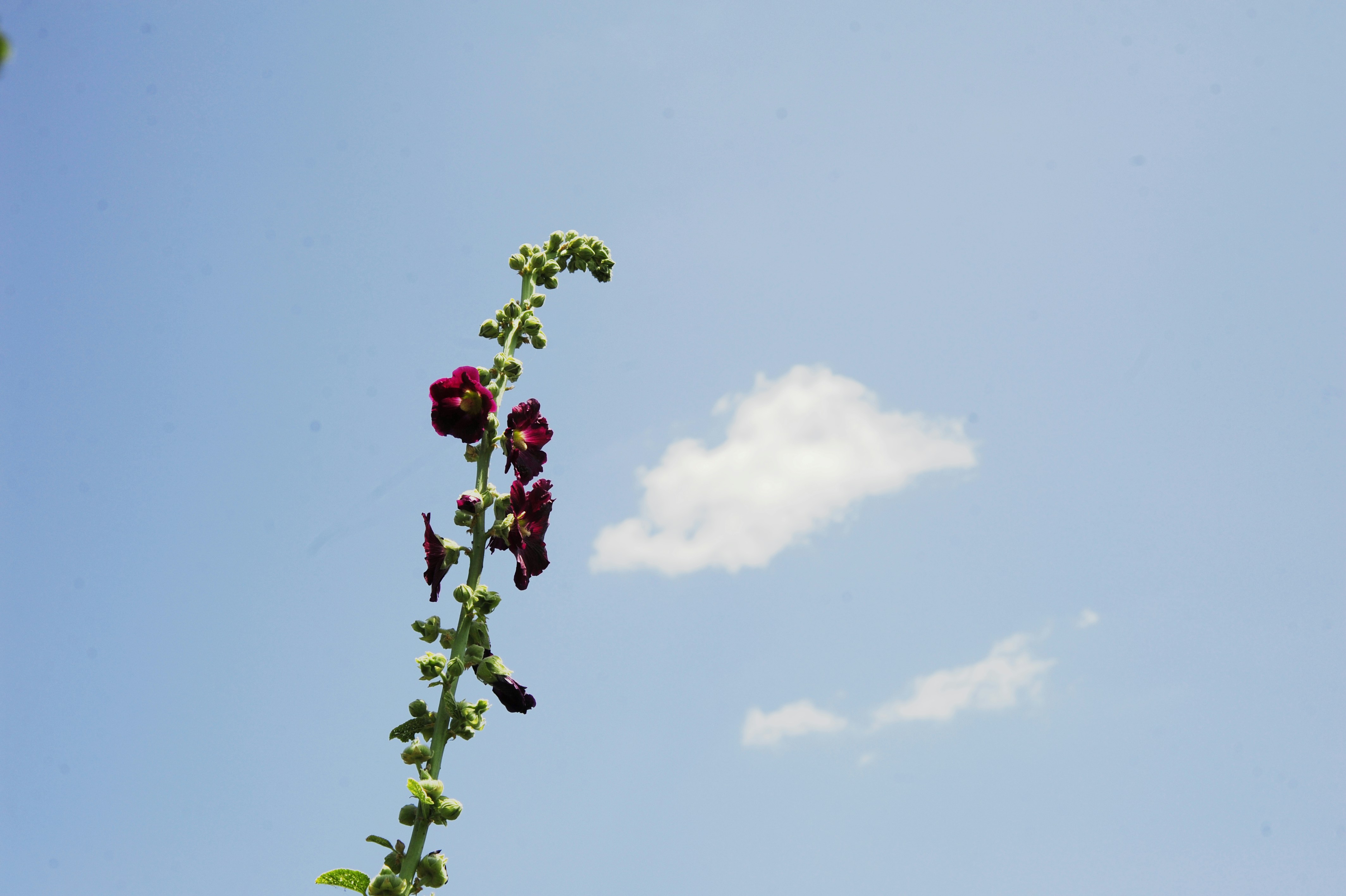 Tall Violet Spike Reaching Toward a Clear Sky