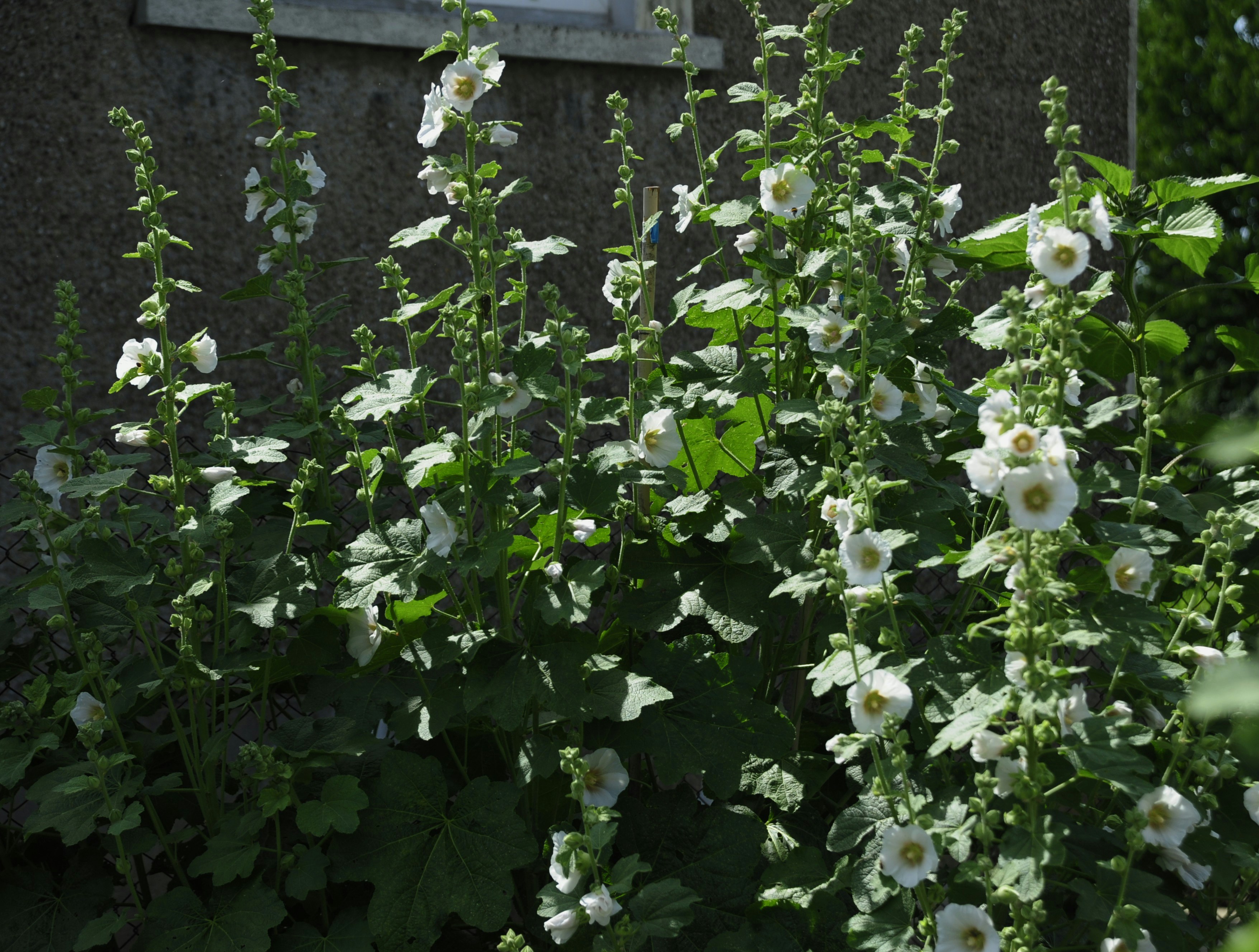 White Blooms Against a Quiet Wall