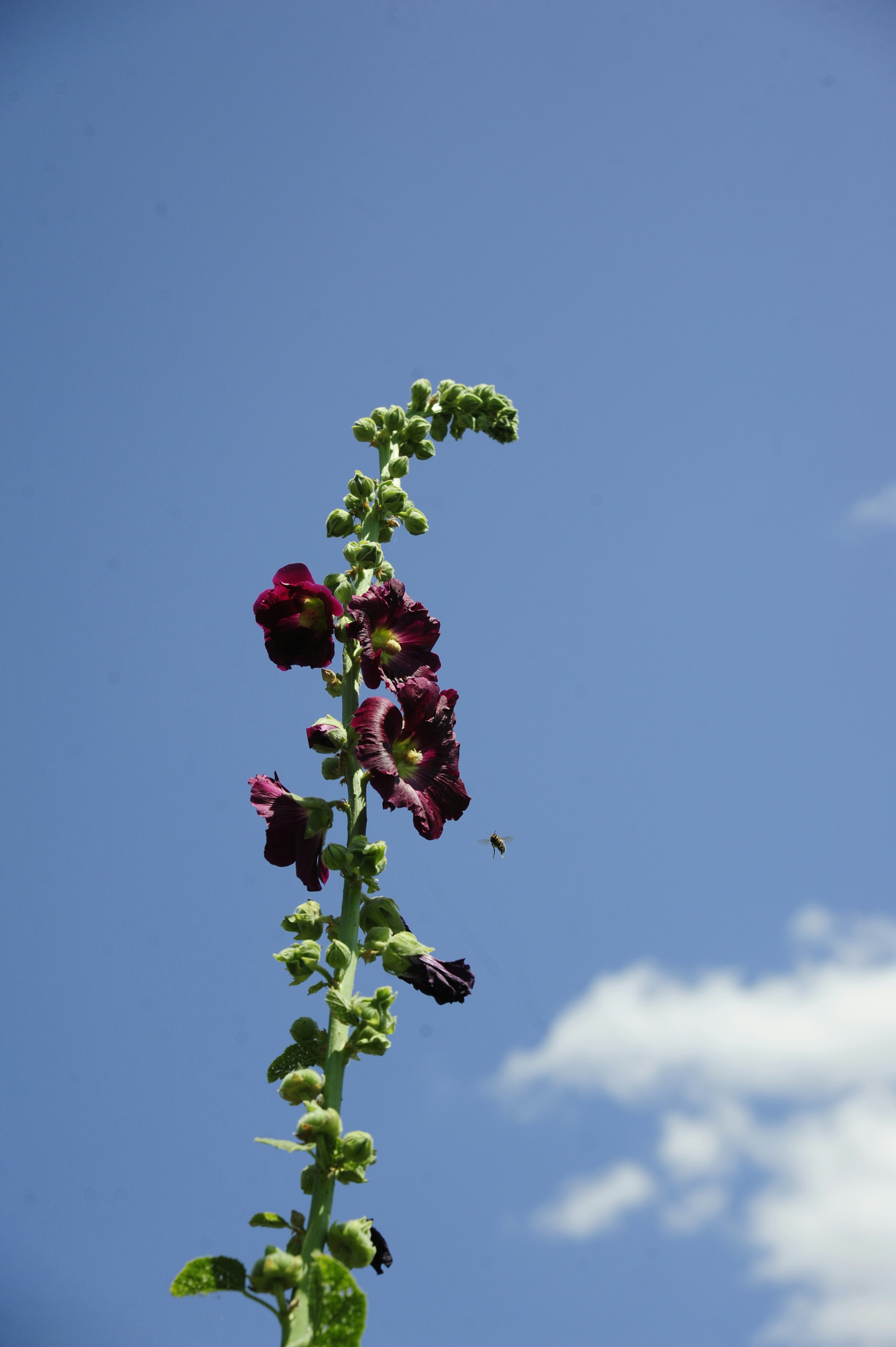 Crimson Hollyhock Reaches Toward a Cerulean Sky