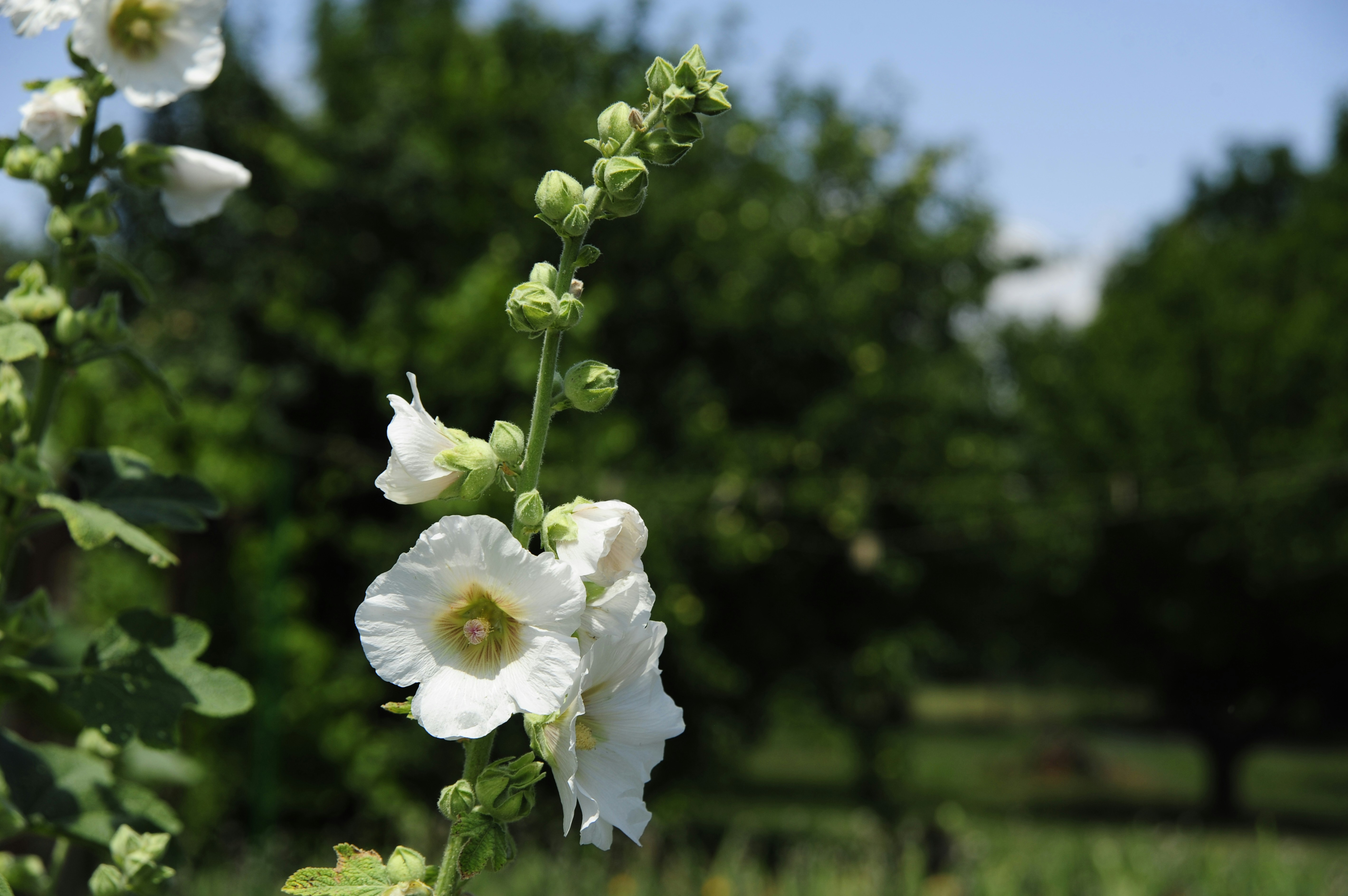 Whispers of Summer: The Elegant Hollyhock