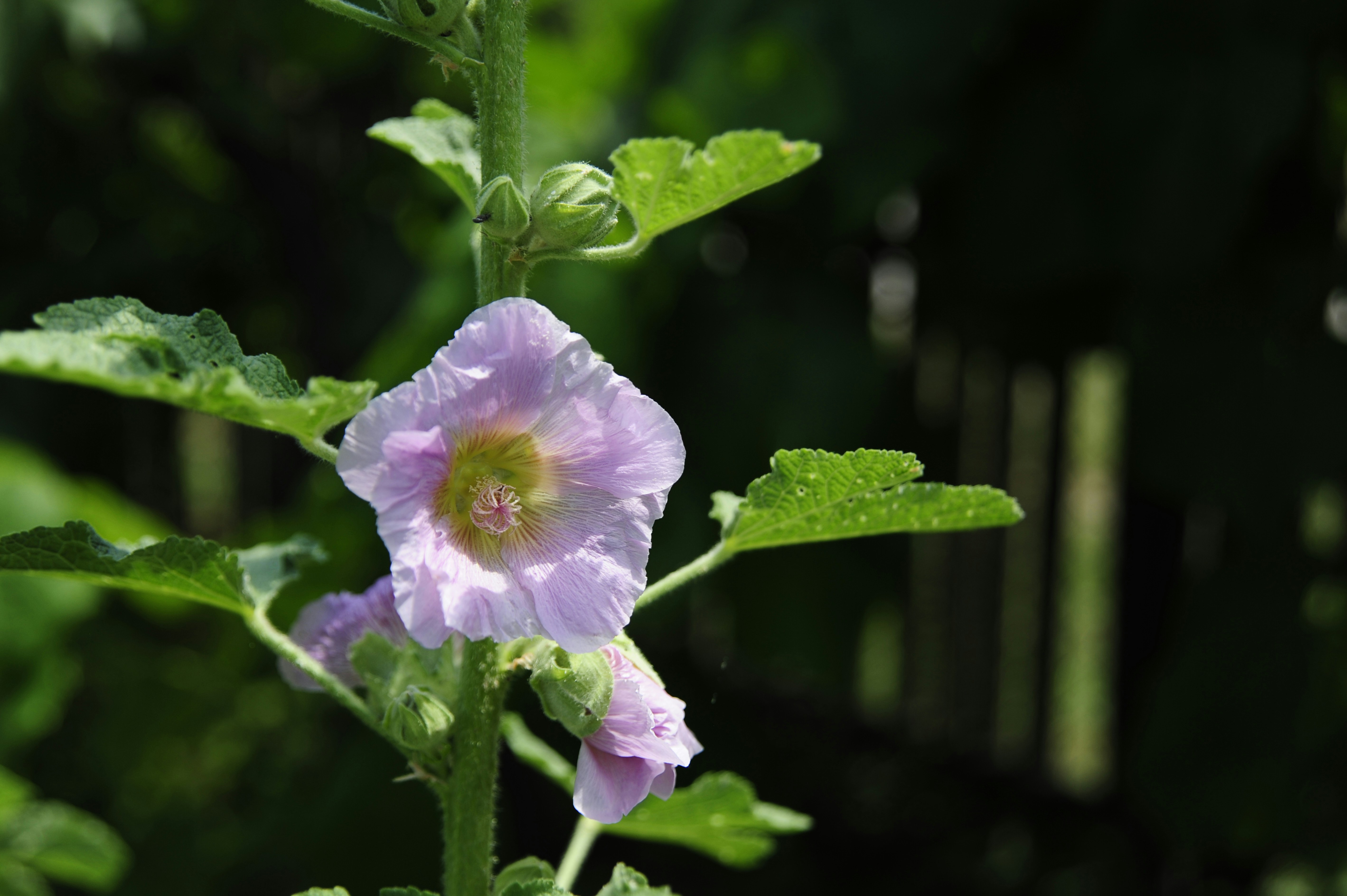 beautiful summer flowers.