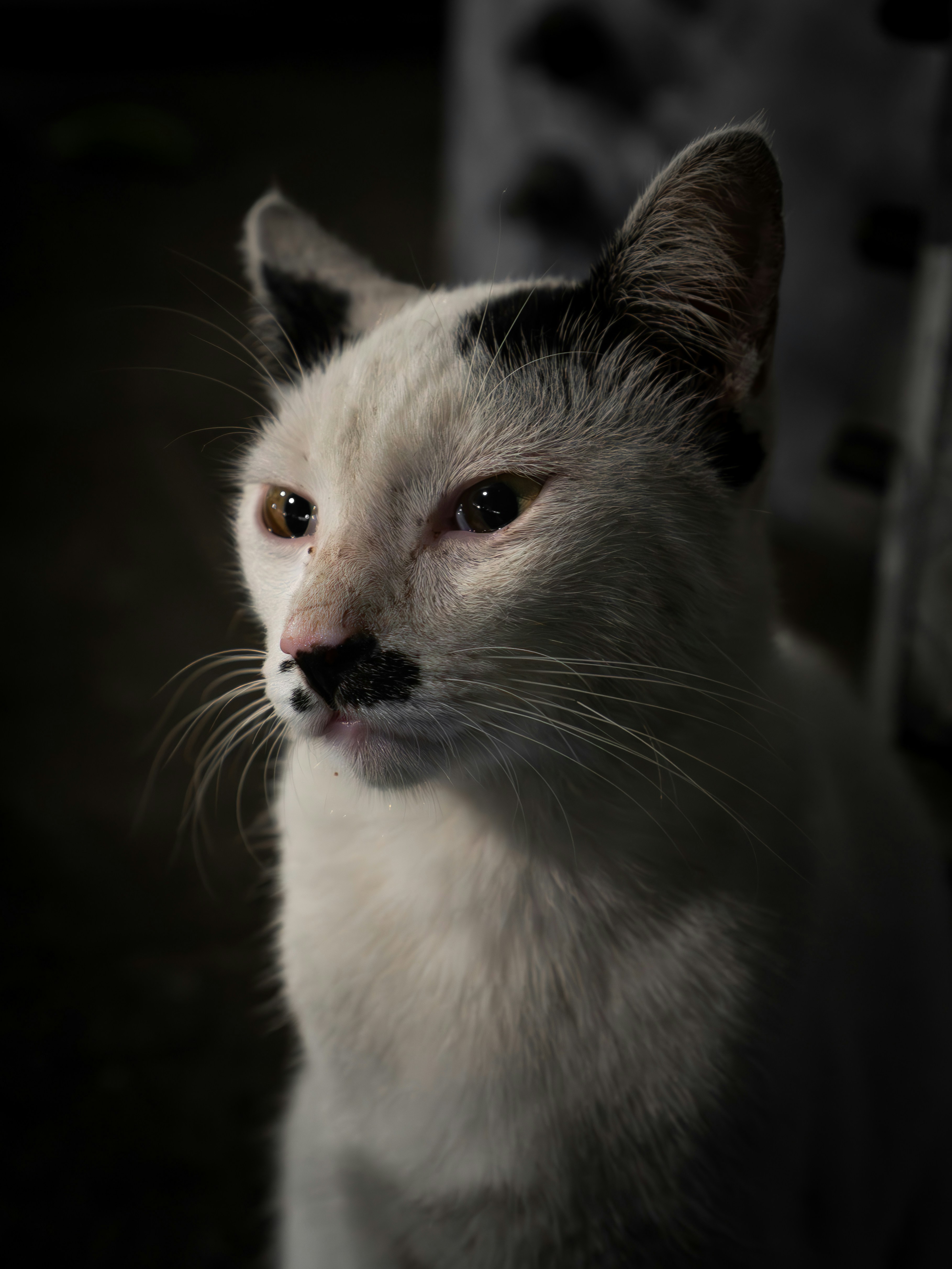 Whiskered Gaze: A Study in Feline Expression