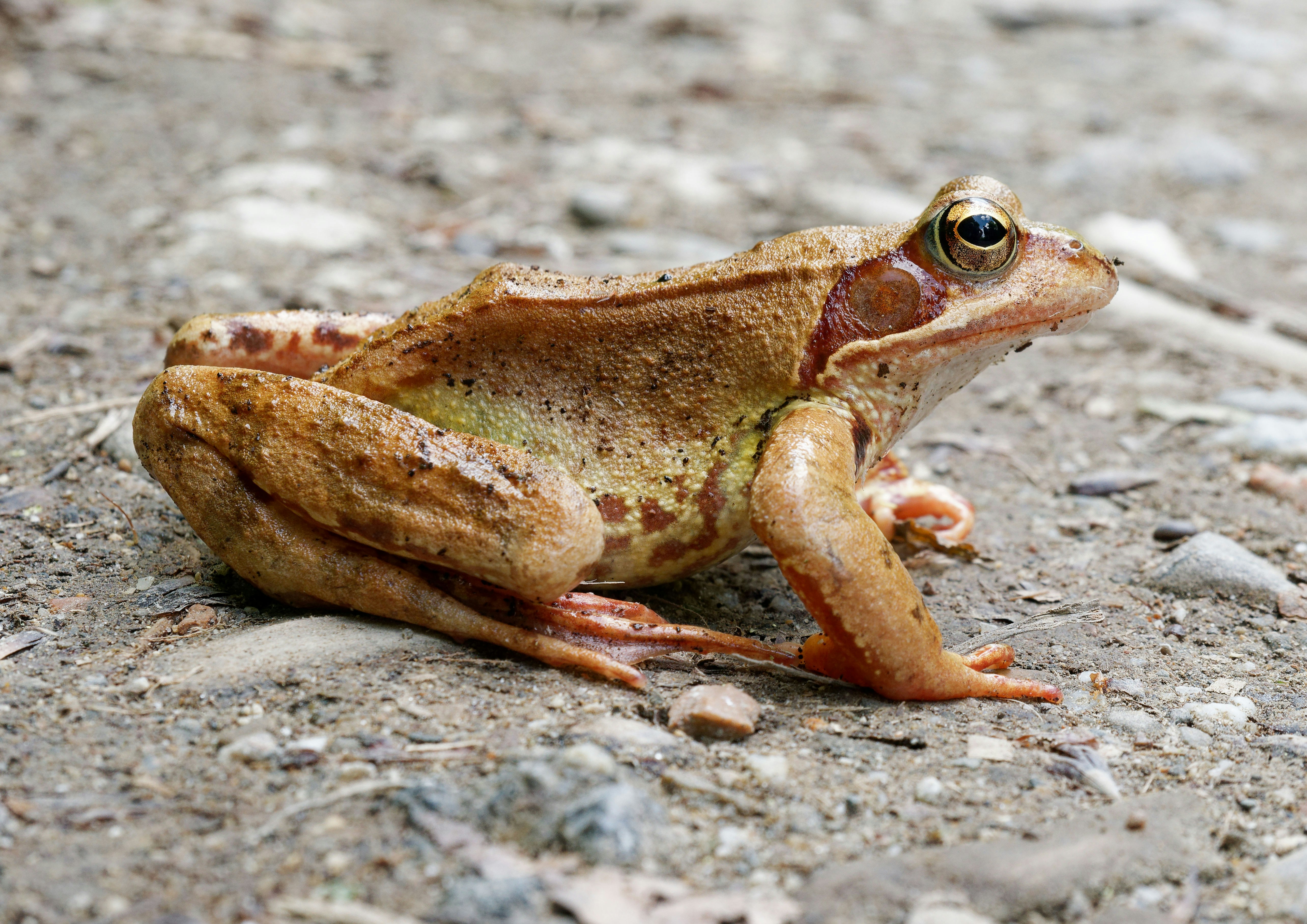 A common frog resting on a gravel surface, showcasing its intricate skin textures and vibrant colors.