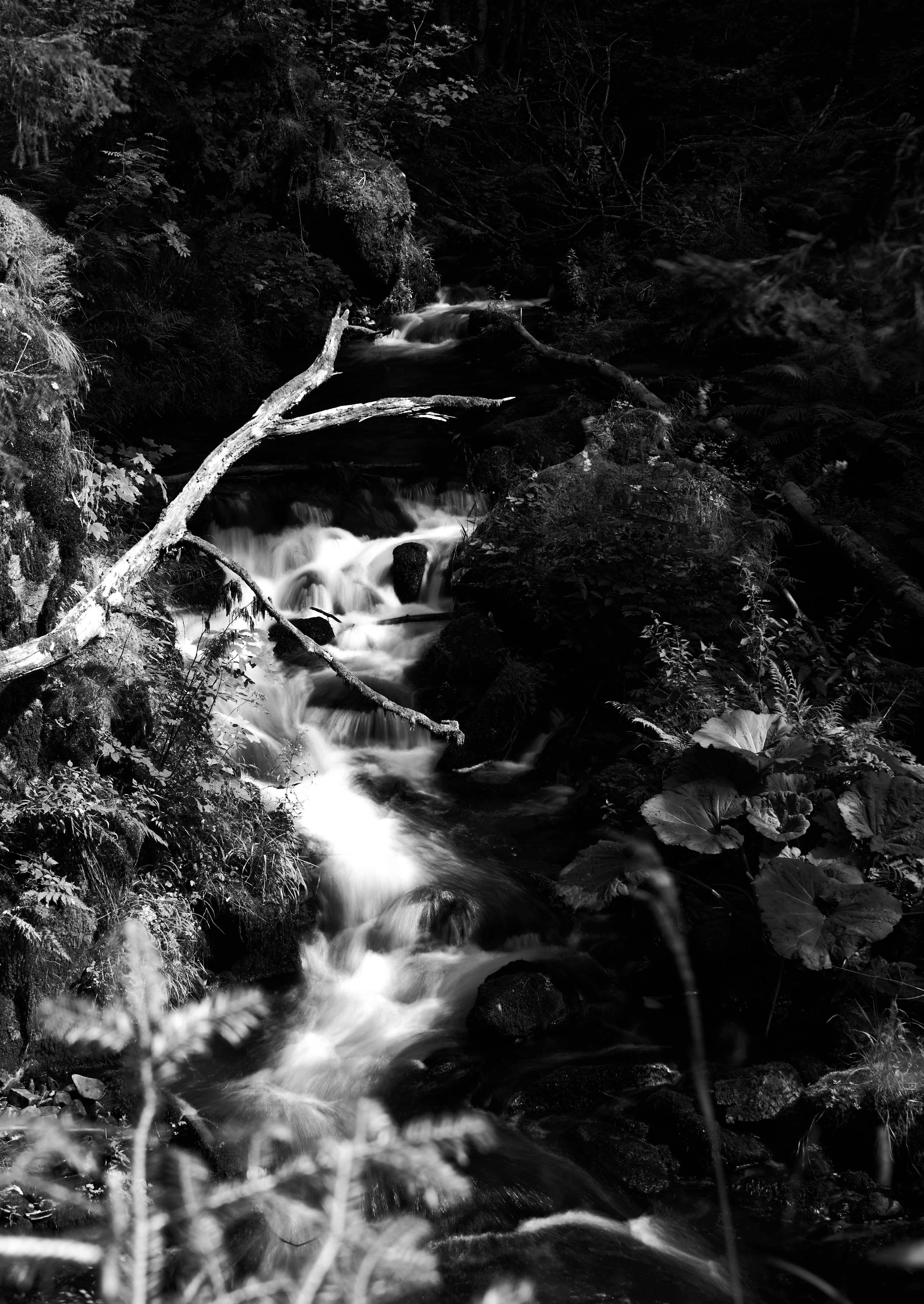 Moss-Cloaked Gorge: Monochrome Cascade Through Shadow and Light