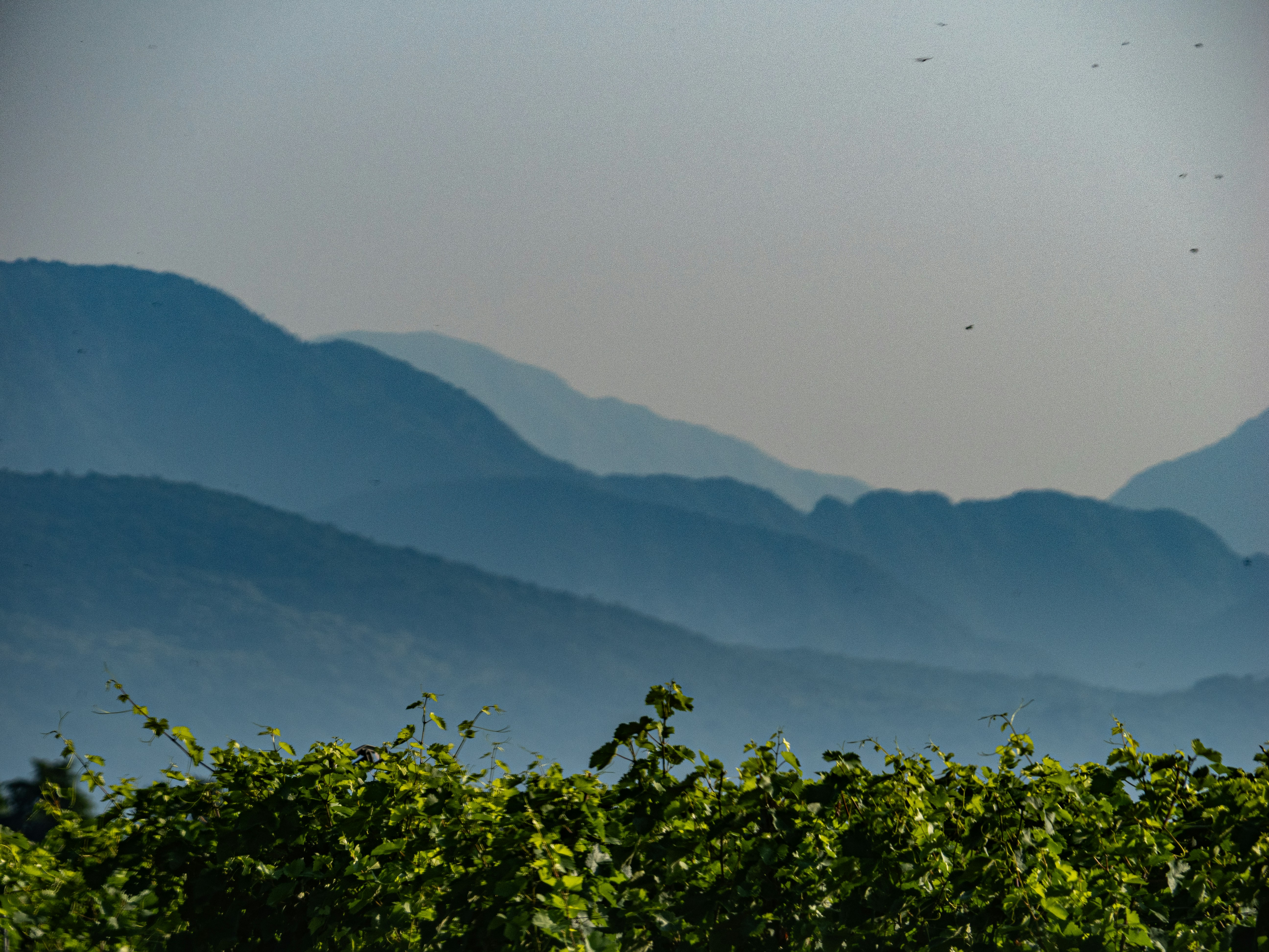 Lush green vines in the foreground lead to a hazy mountain range under soft light, creating a serene landscape. The subtle layering of hills adds depth to the scene.