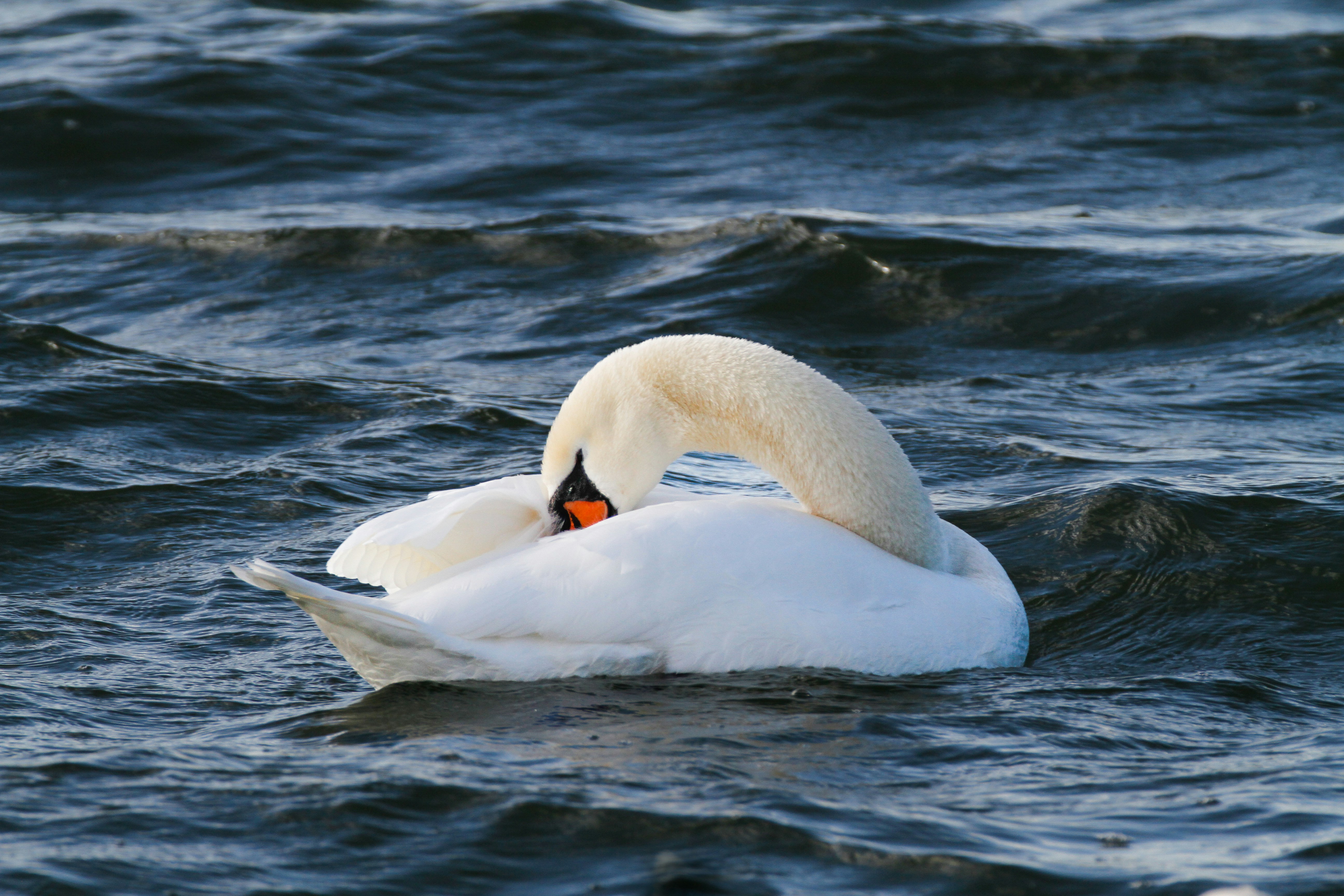 A swan floats gracefully on the water.