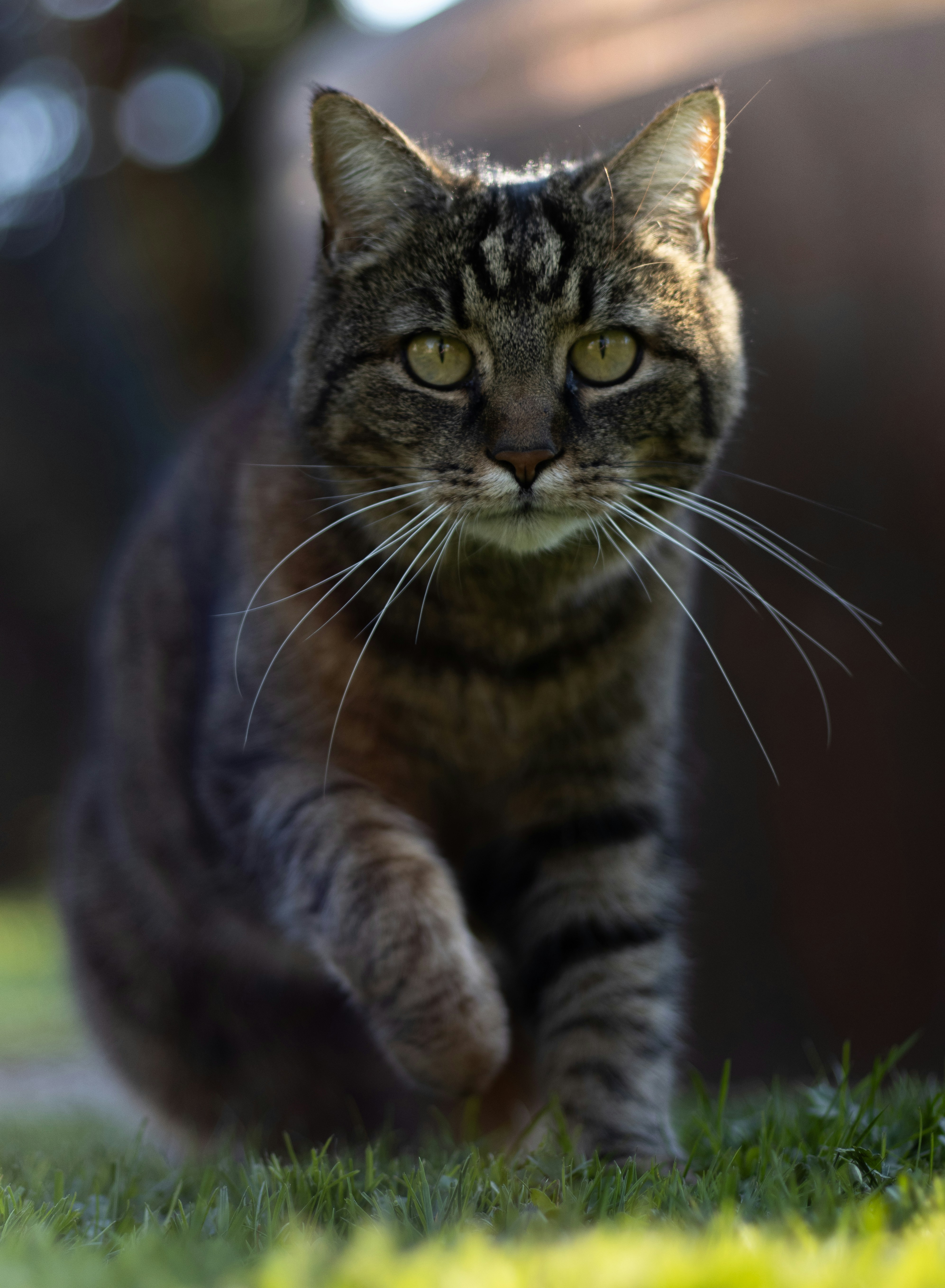 A tabby cat with striking green eyes walks gracefully through a sunlit garden, showcasing its sleek fur and attentive demeanor.