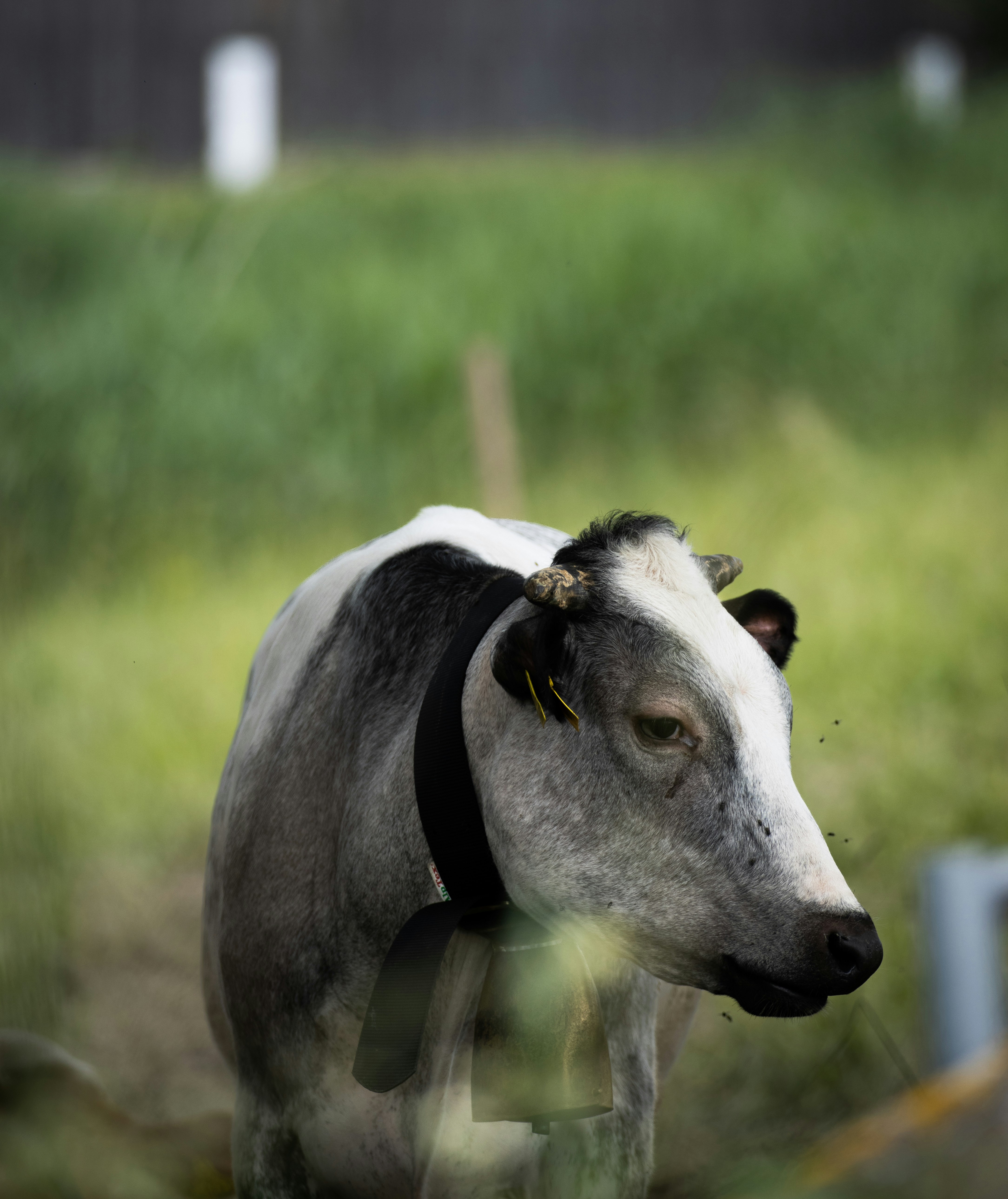 Gentle Grazing: A Moment in Pastoral Serenity