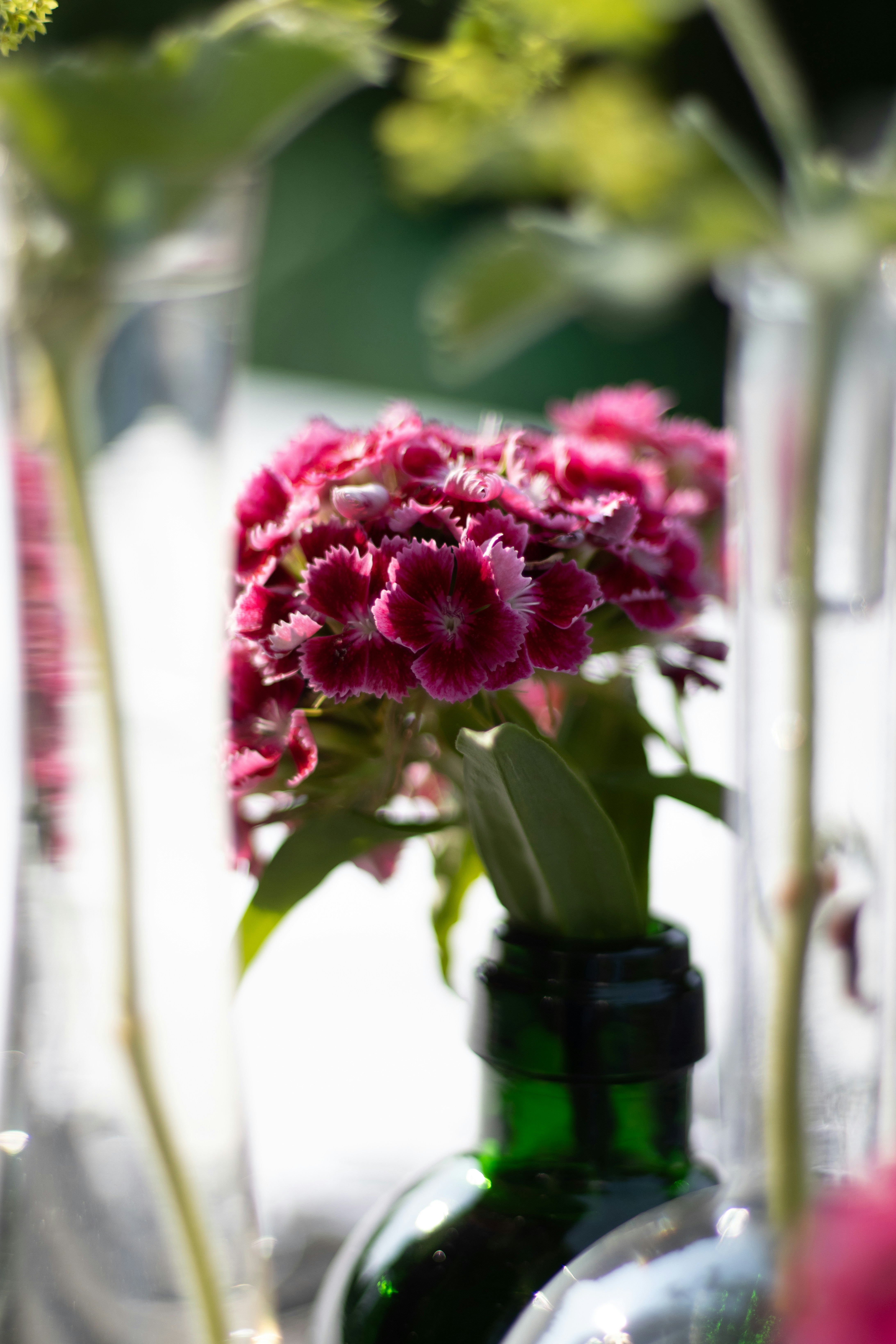 Crimson Dianthus Bloom Rising Through Glass Bottles