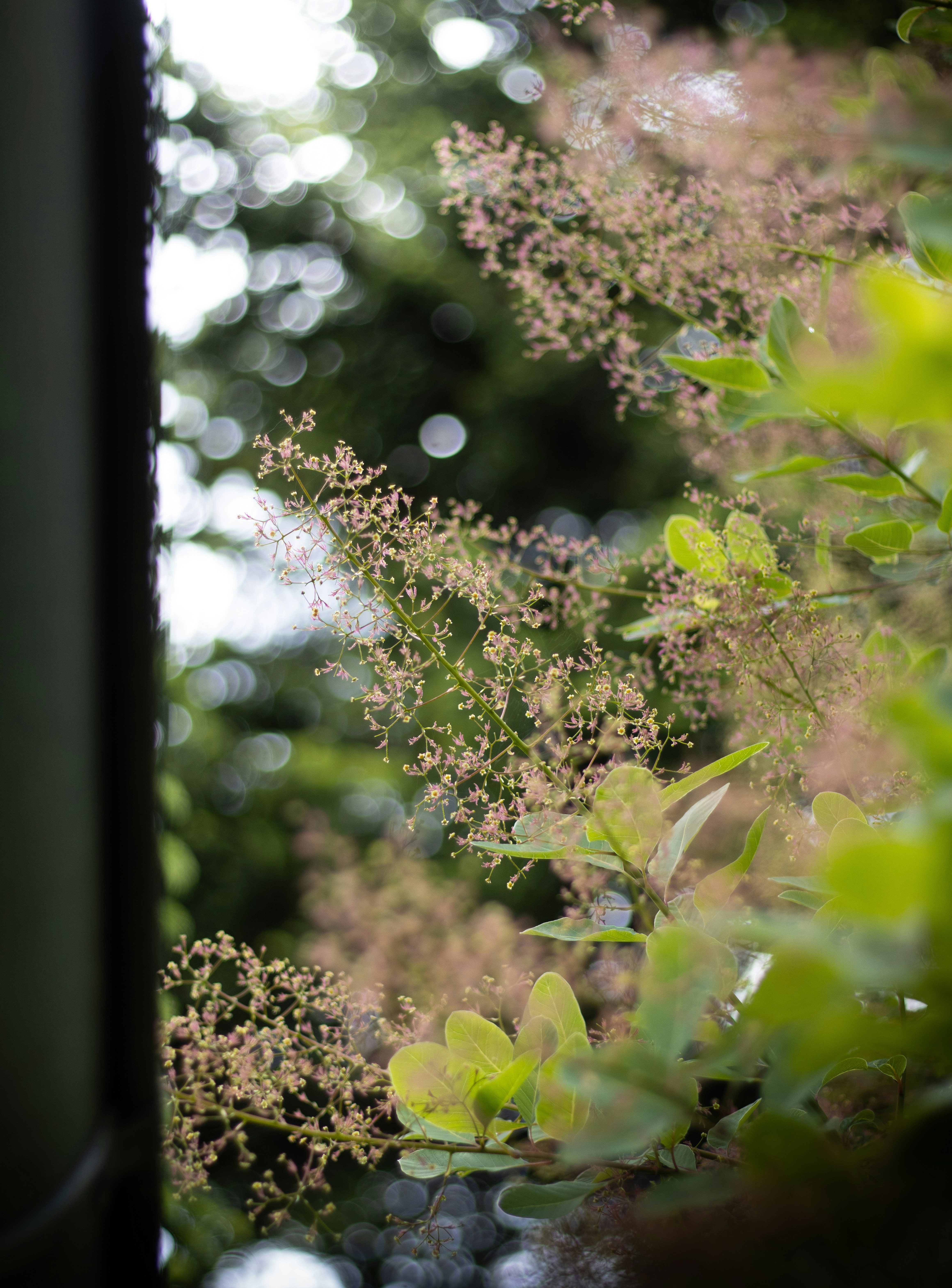 Lace of Spring Framing a Quiet Window
