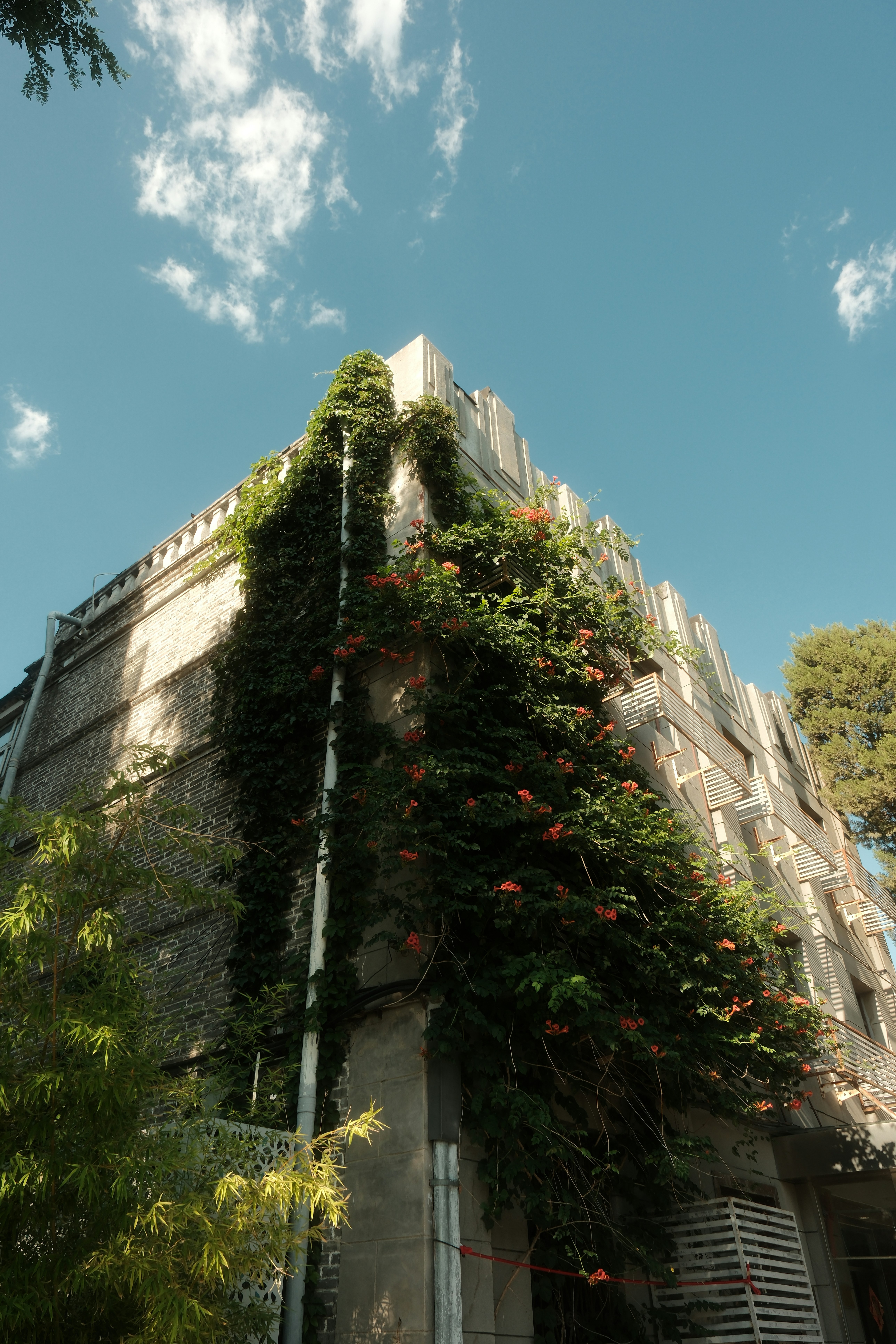 Ivy-Crowned Corner: An Urban Facade Reaches for the Sky